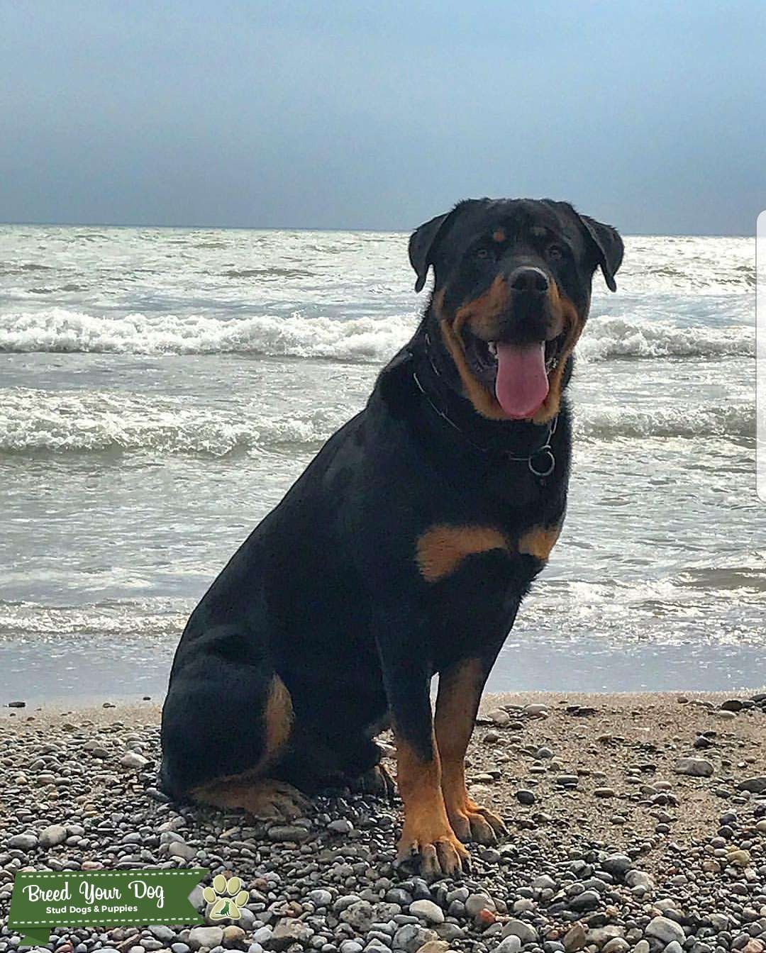 Rottweiler Stud Dog - Stud Dog in Ontario, Canada, the United States ...