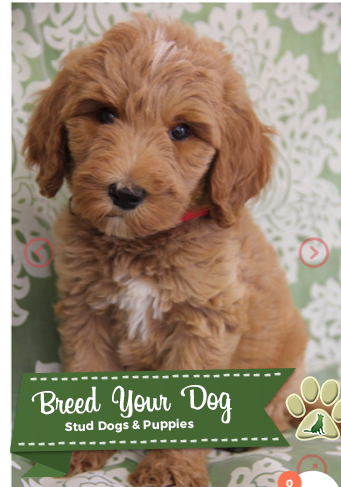 Copper F1B Goldendoodle - Stud Dog in Colorado, United States | Breed ...