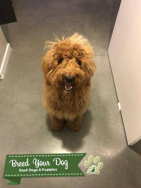 Copper F1B Goldendoodle - Stud Dog in Colorado, United States | Breed ...