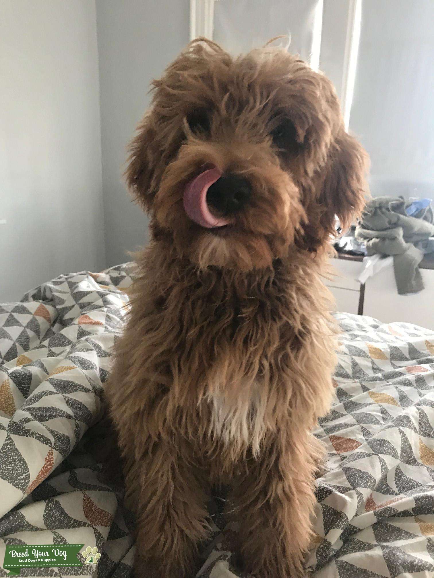 Copper F1B Goldendoodle - Stud Dog in Colorado, United States | Breed ...