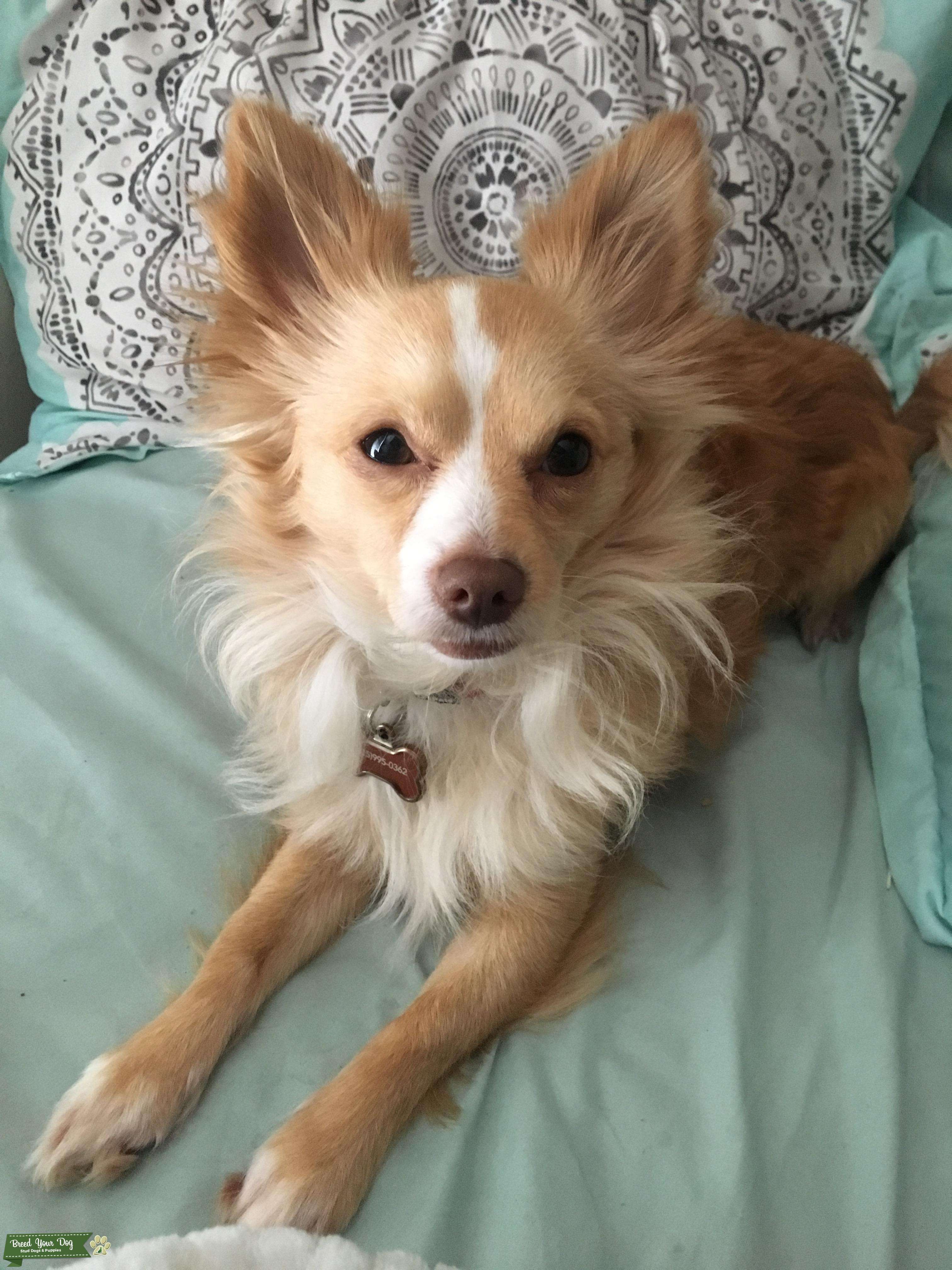 sweetest chipom - Stud Dog in Tn, the United States | Breed Your Dog