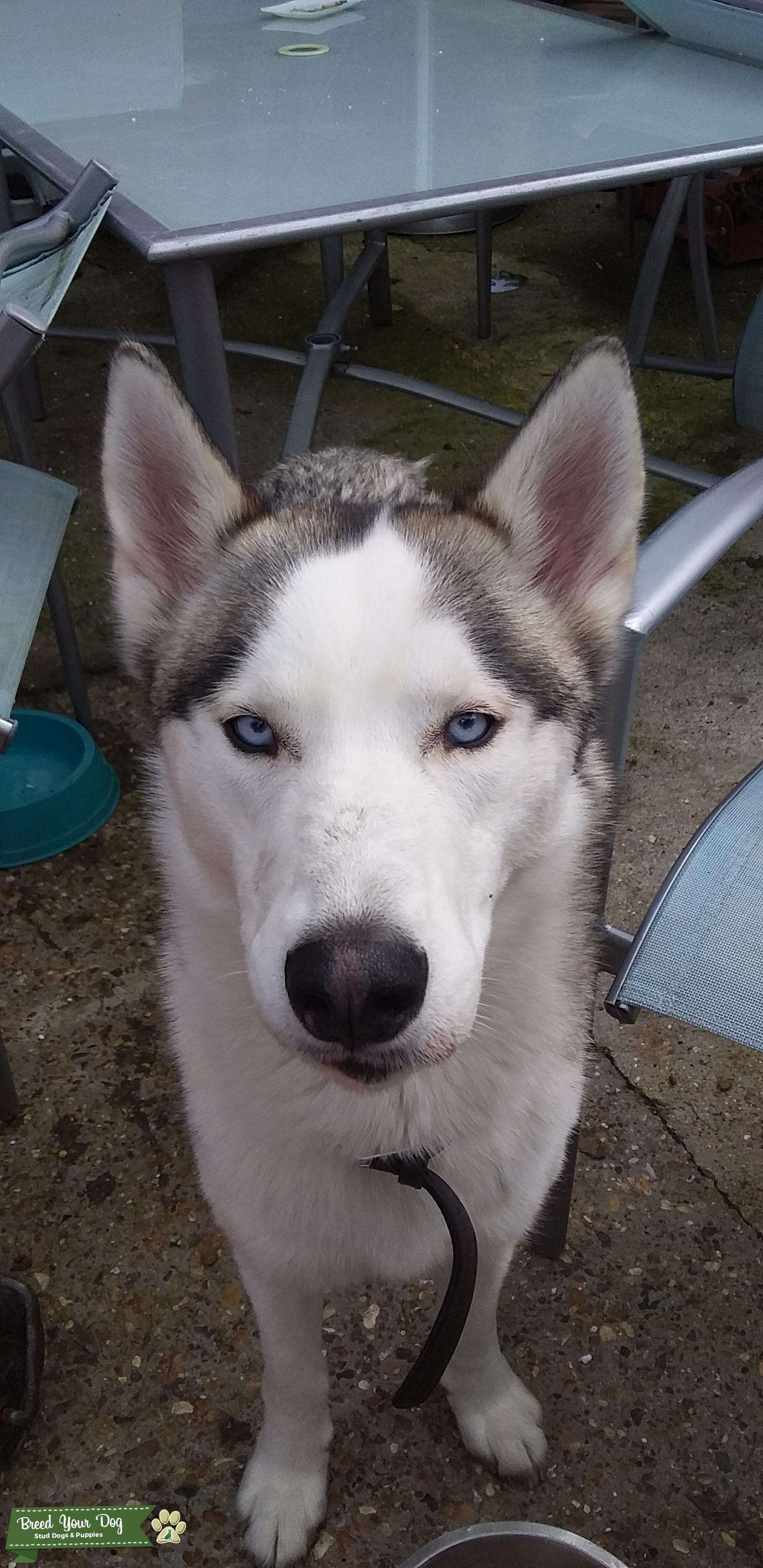 Male husky for stud - Stud Dog london - Breed Your Dog