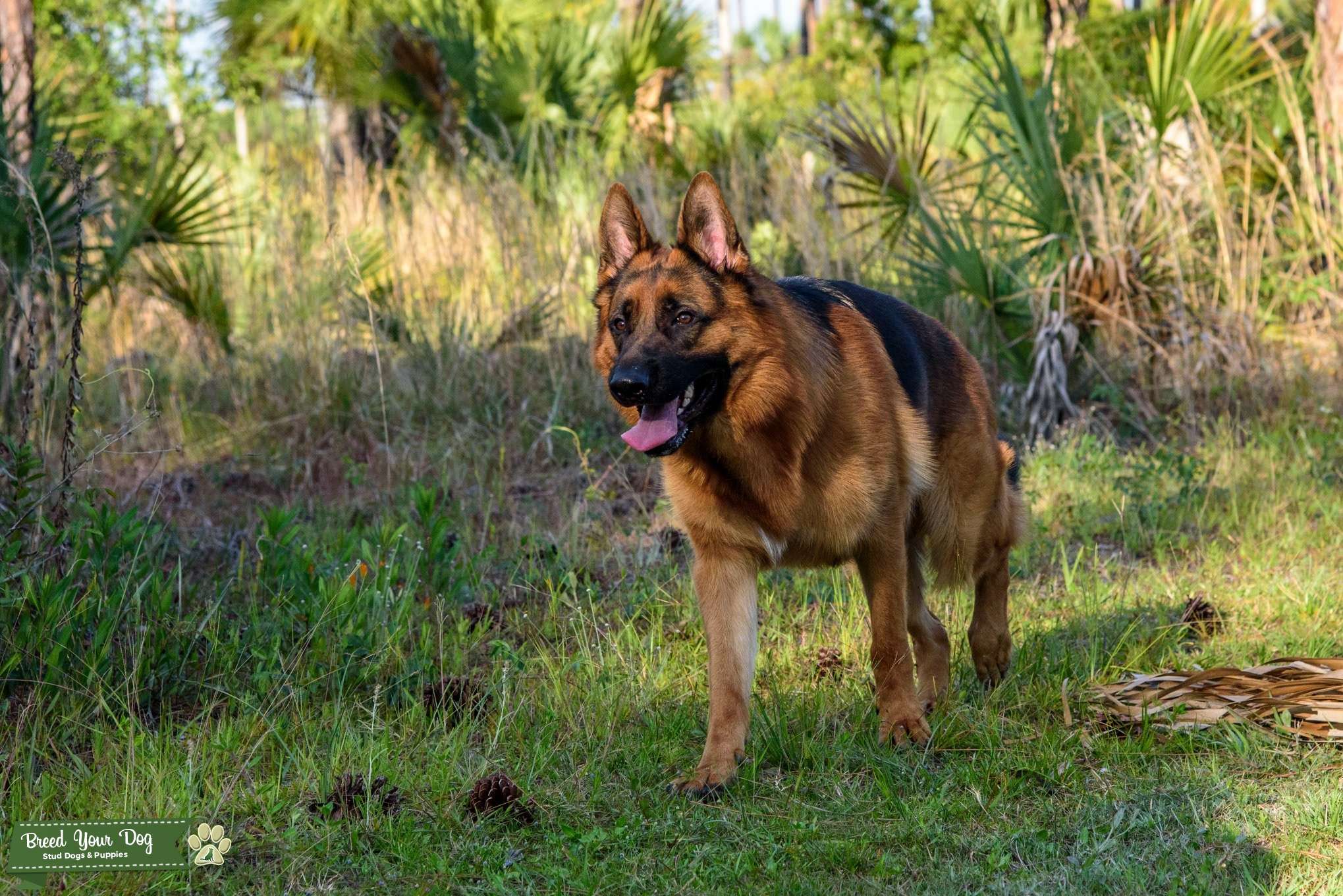German Shepherd Stud - Stud Dog in Orange County, the United States ...