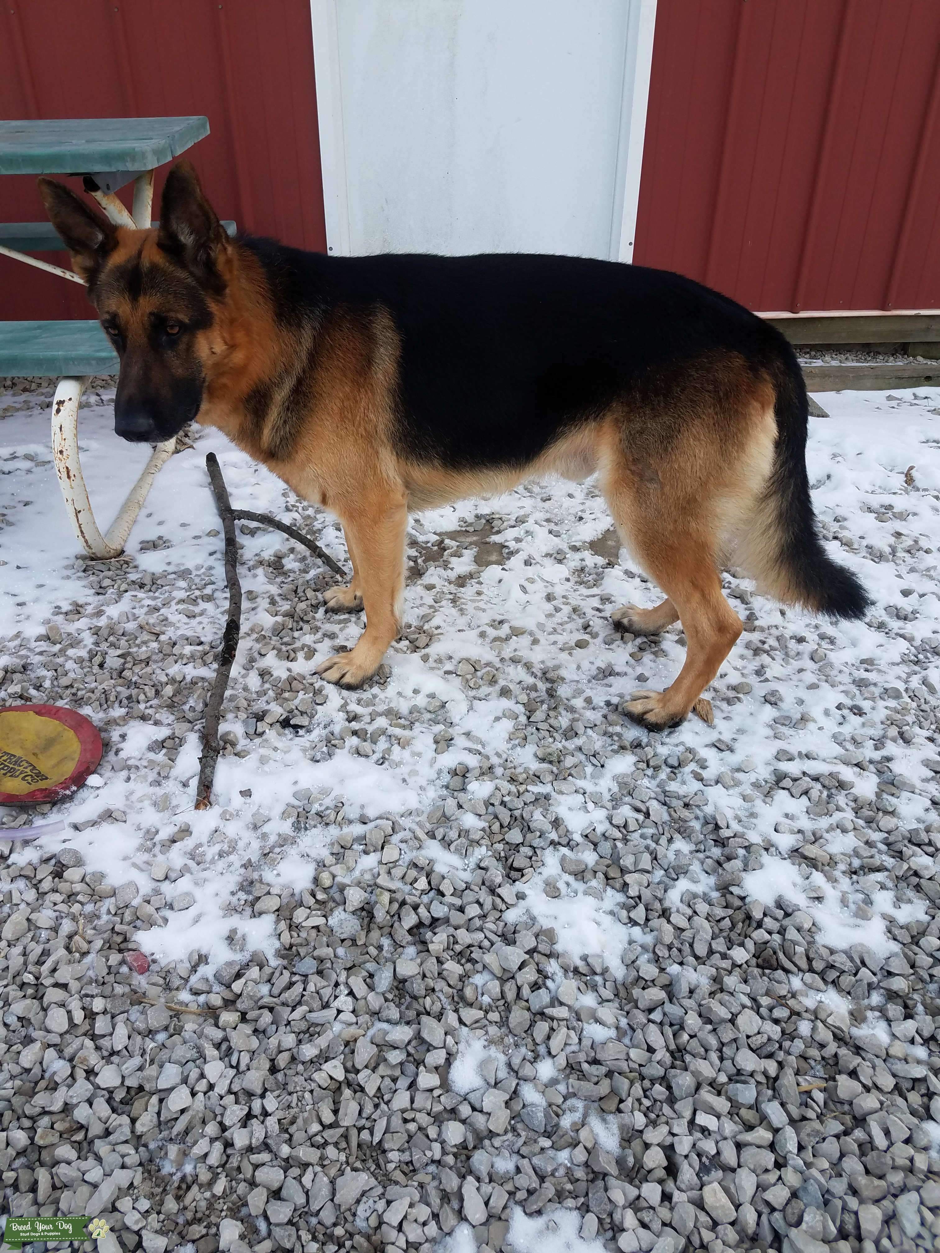 AKC German Shepherd - calm temperamant, perfect for a family - Stud Dog ...