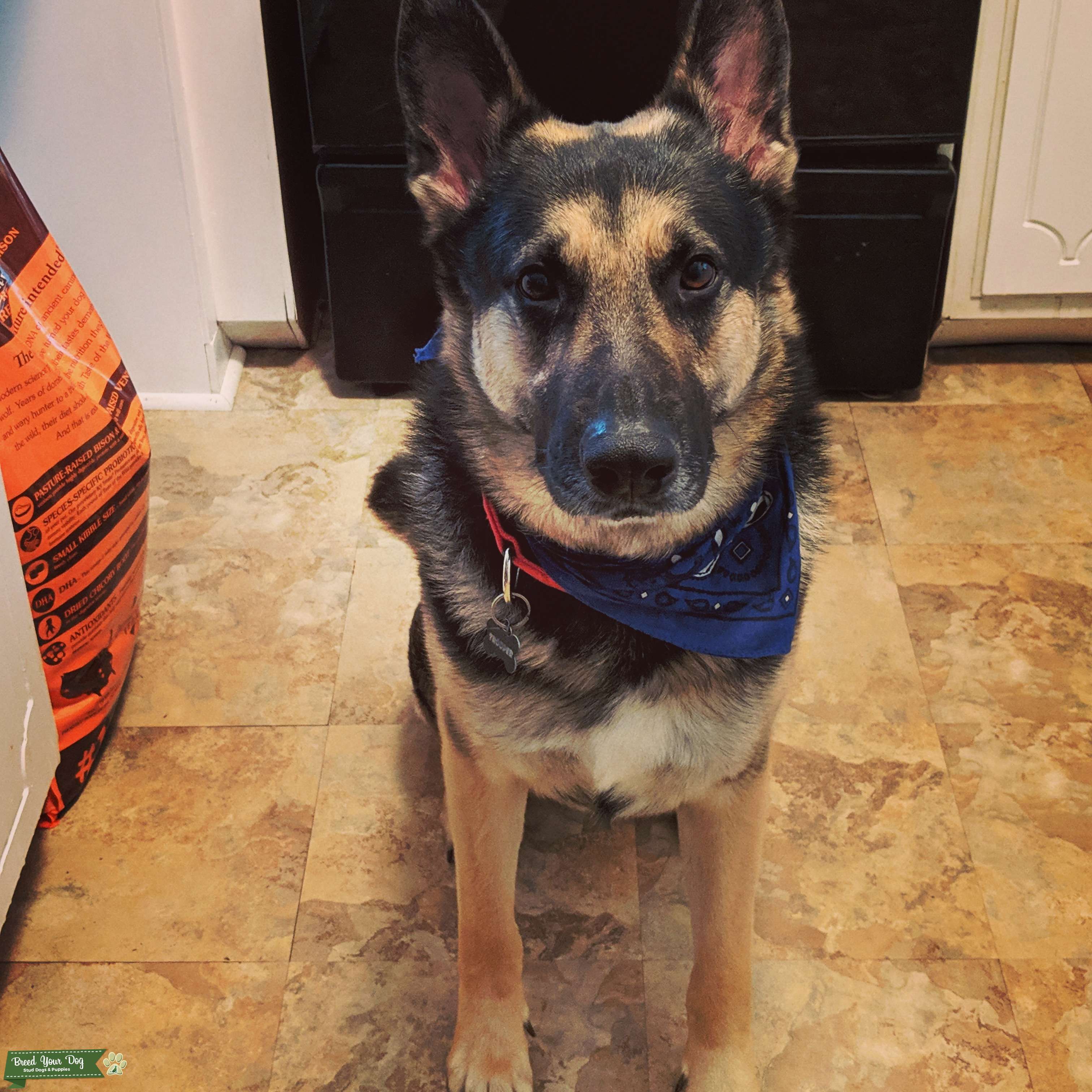 STUD. German Shepherd - Stud Dog North Carolina - Breed Your Dog