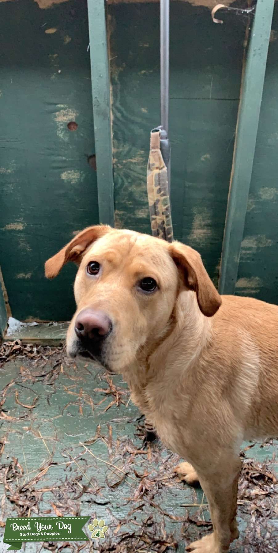 Yellow Labrador Retriever - Stud Dog in Texas, United States | Breed ...