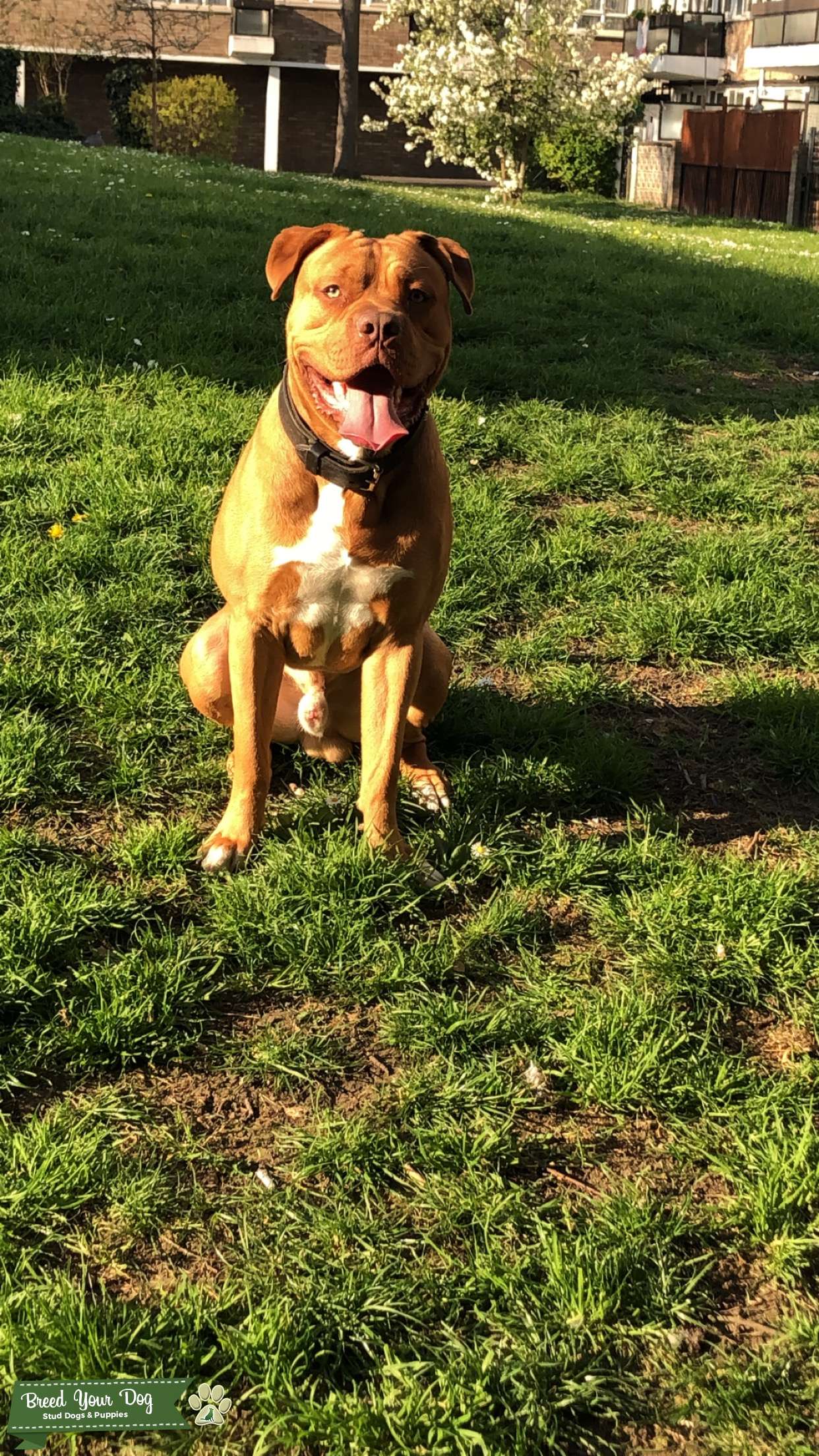 Hooch - Stud Dog in London, the United States | Breed Your Dog