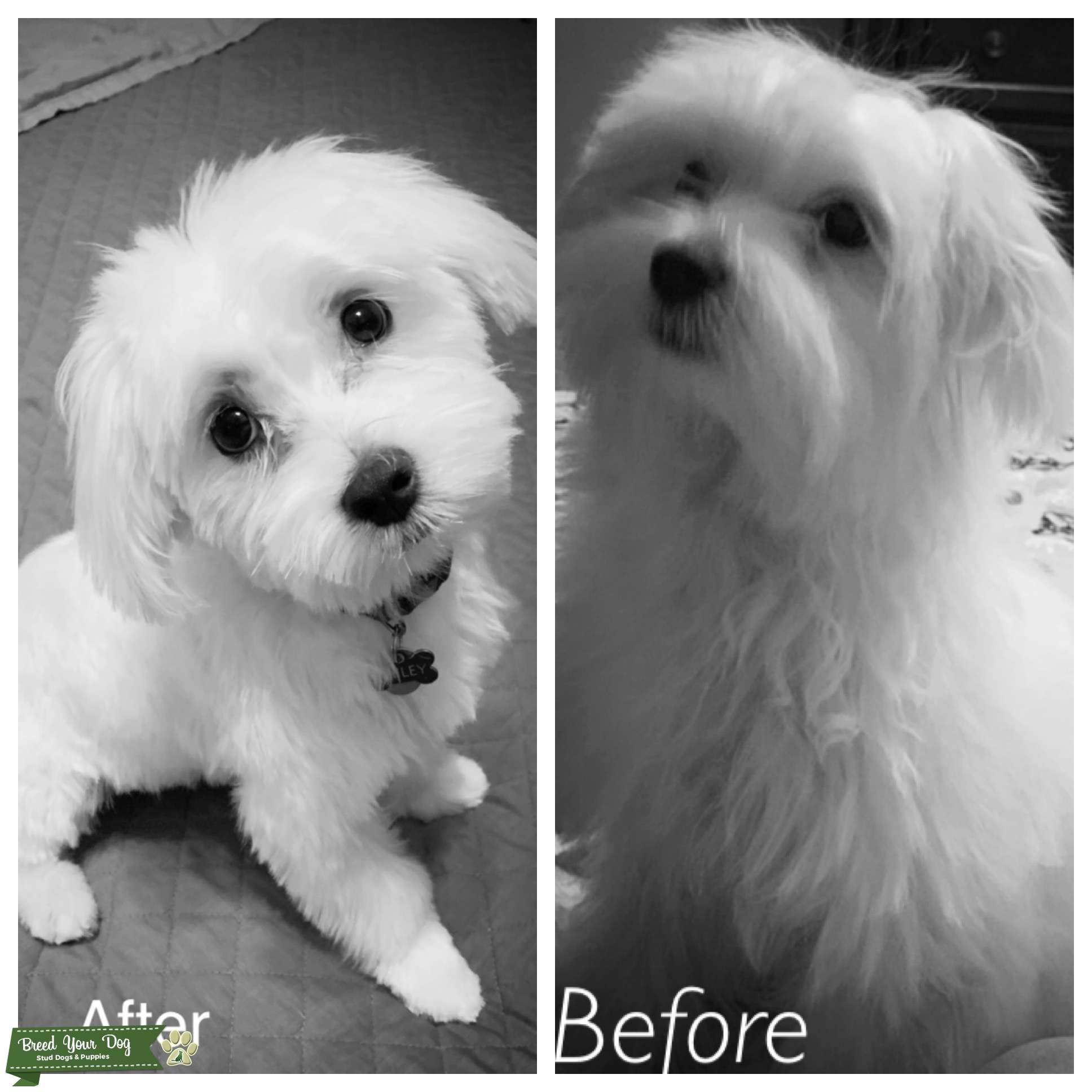 Pure breed Maltese - Stud Dog in Atlanta , the United States | Breed ...