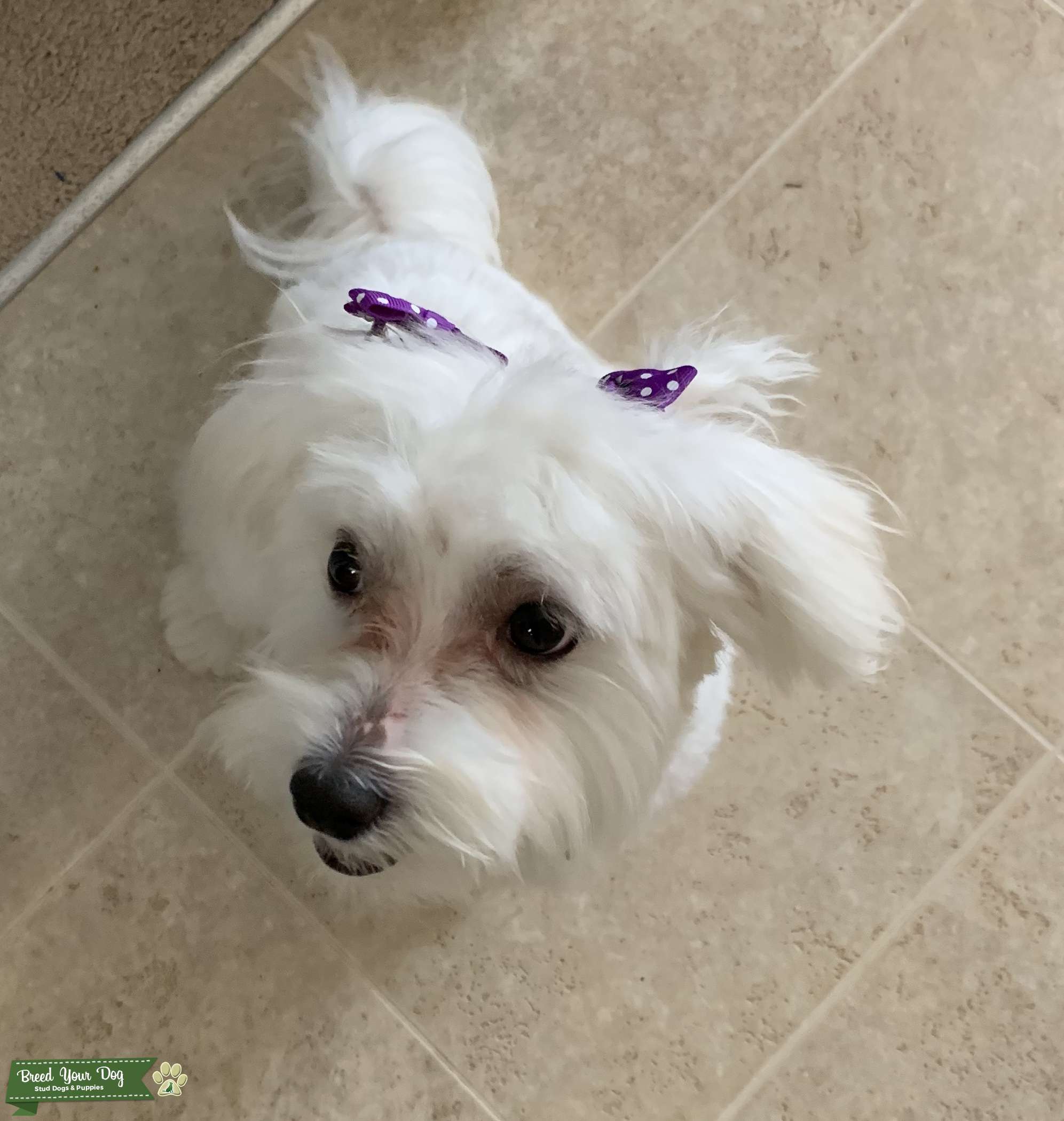 Pure breed Maltese - Stud Dog in Atlanta , the United States | Breed ...