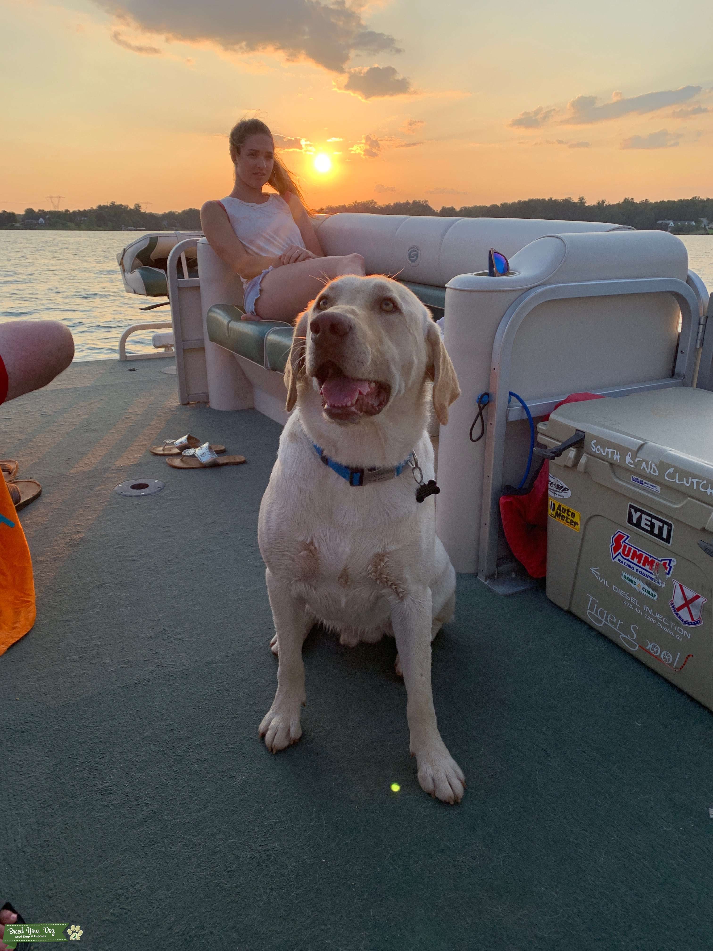 English Yellow Labrador Retriever - Stud Dog in South Carolina , the ...