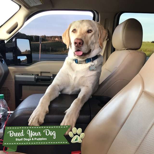 English Yellow Labrador Retriever - Stud Dog in South Carolina , the ...