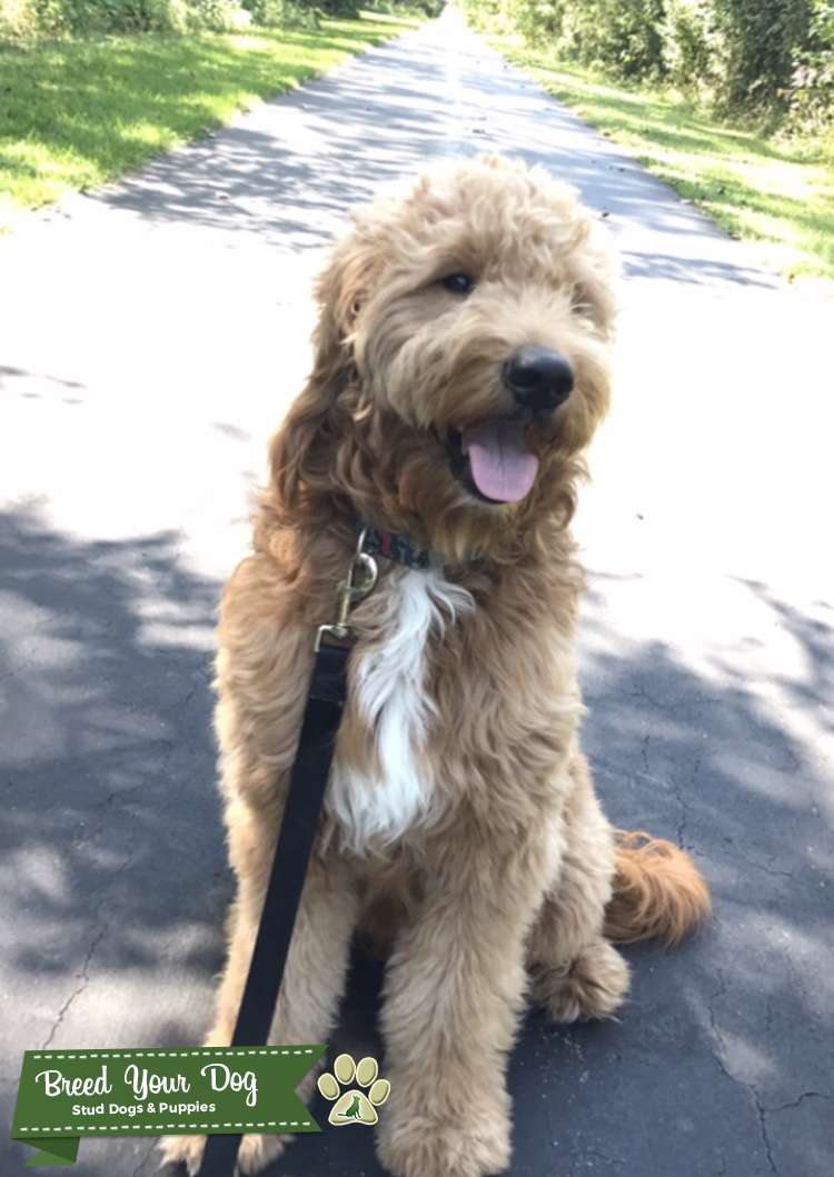 F1 Goldendoodle - Stud Dog in Indianapolis, In, United States | Breed ...