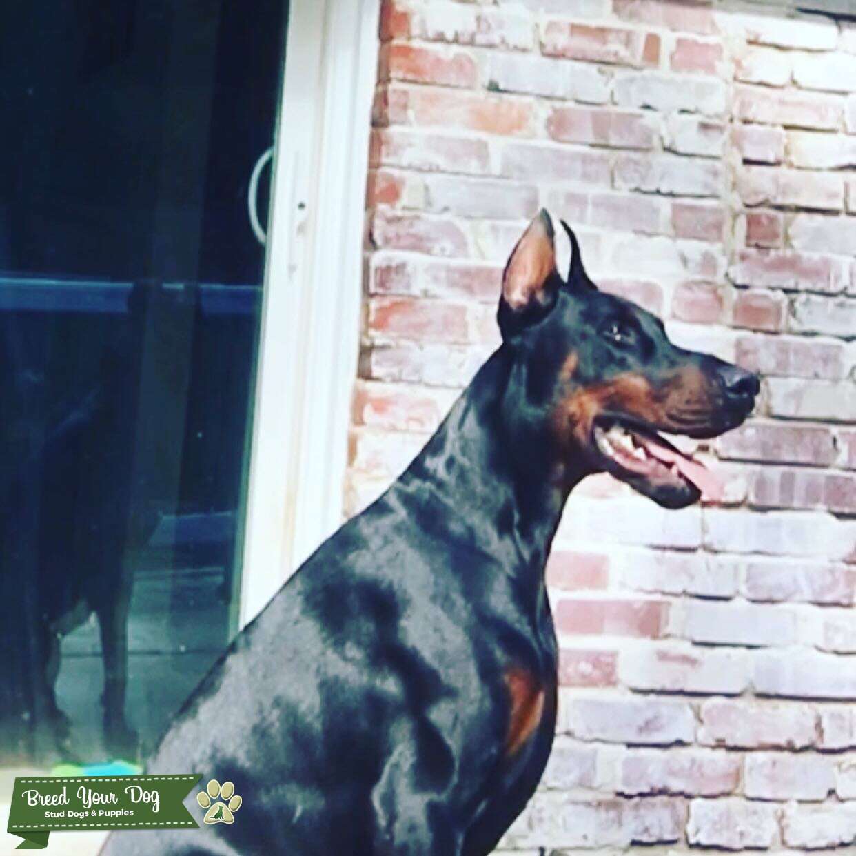 Pure European Doberman - Stud Dog in Southeast, United States | Breed ...