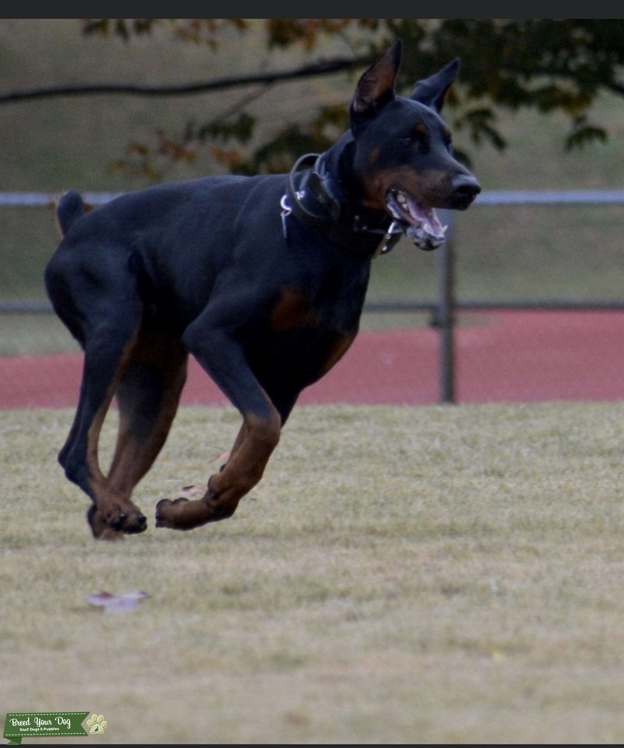 Pure European Doberman - Stud Dog in Southeast, Guernsey | Breed Your Dog