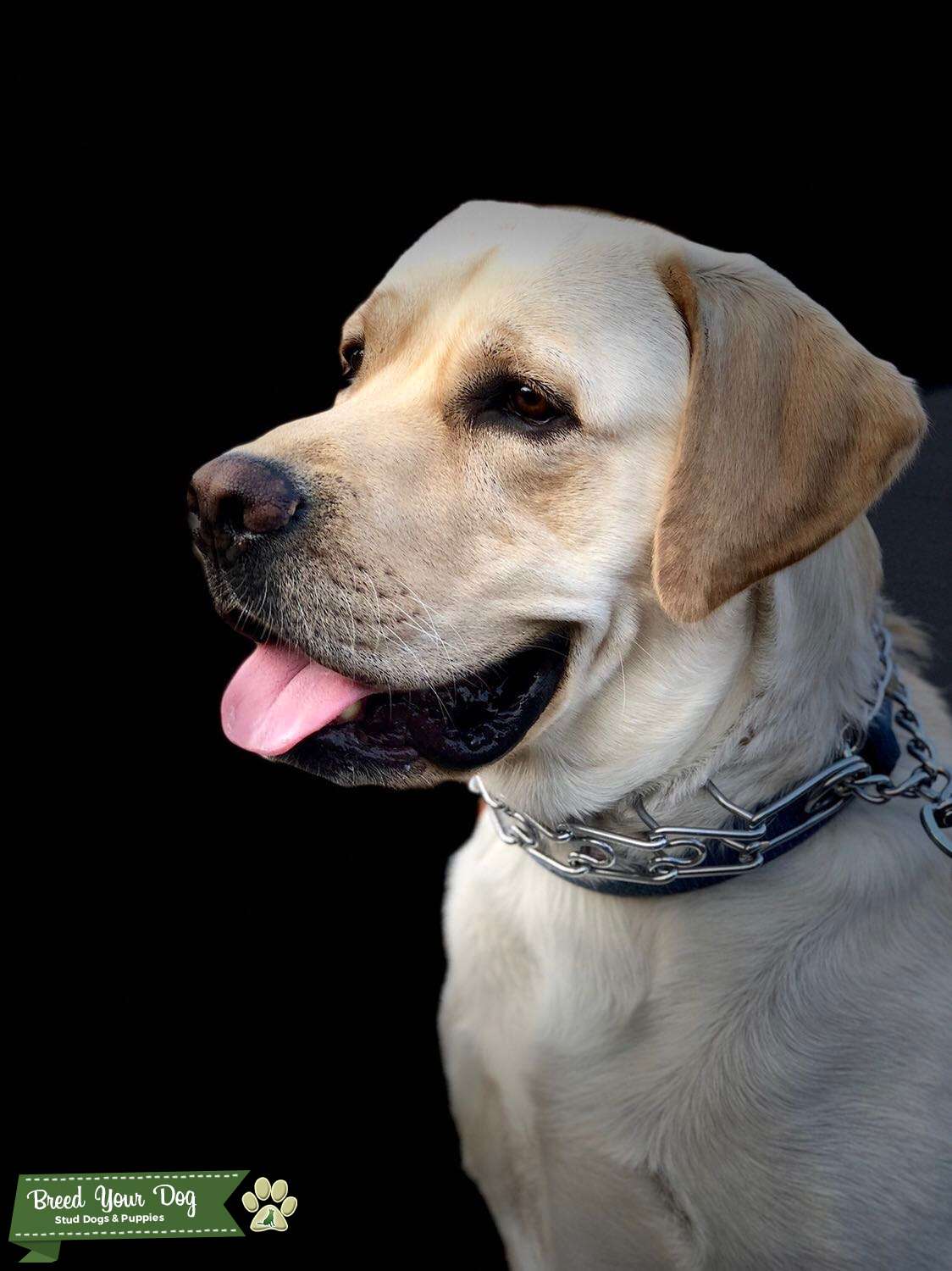 Yellow/White Pure bread Labrador retriever - Stud Dog in California ...