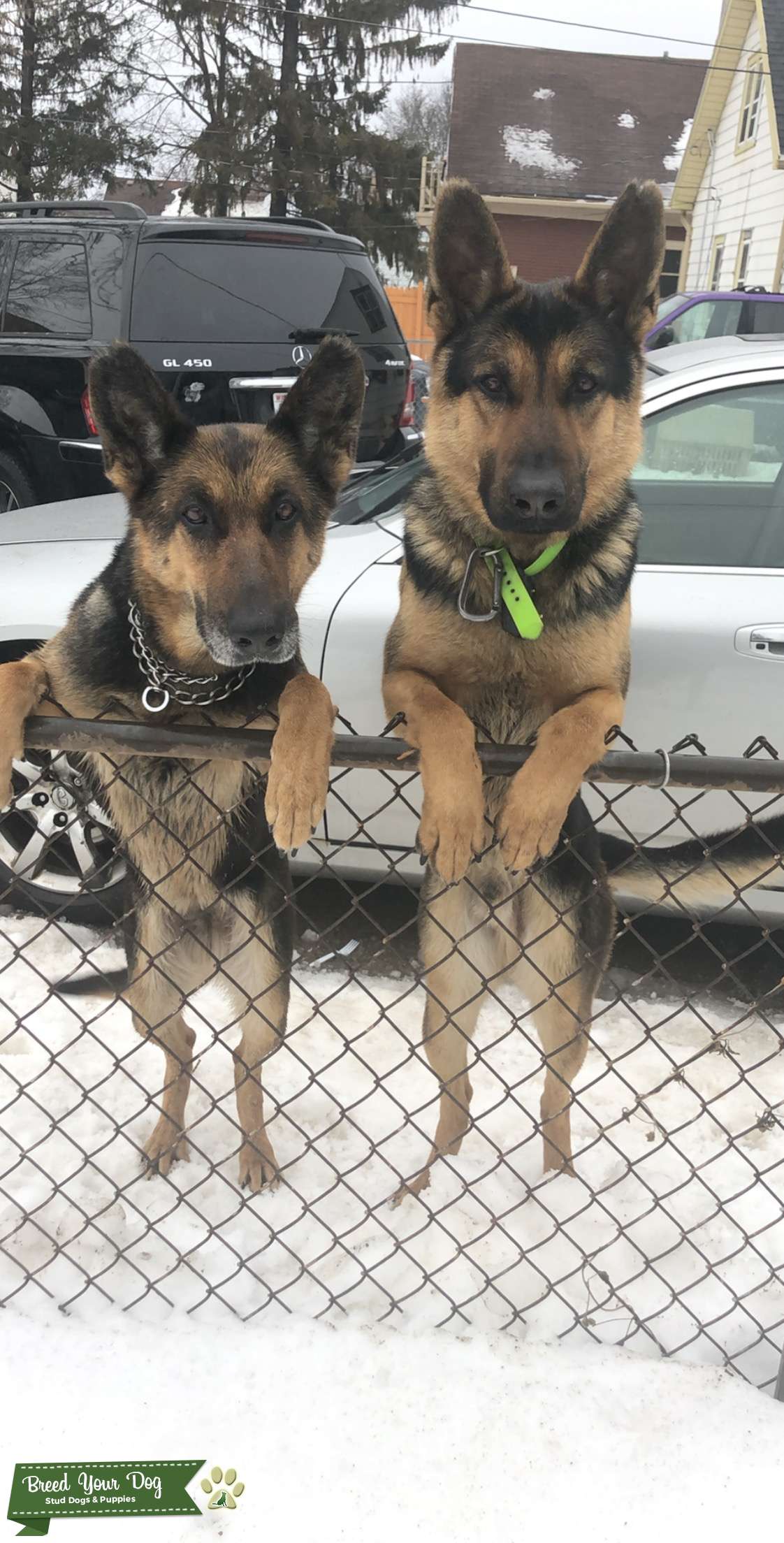 Stud German Shepherd - Stud Dog in Wisconsin, the United States | Breed ...