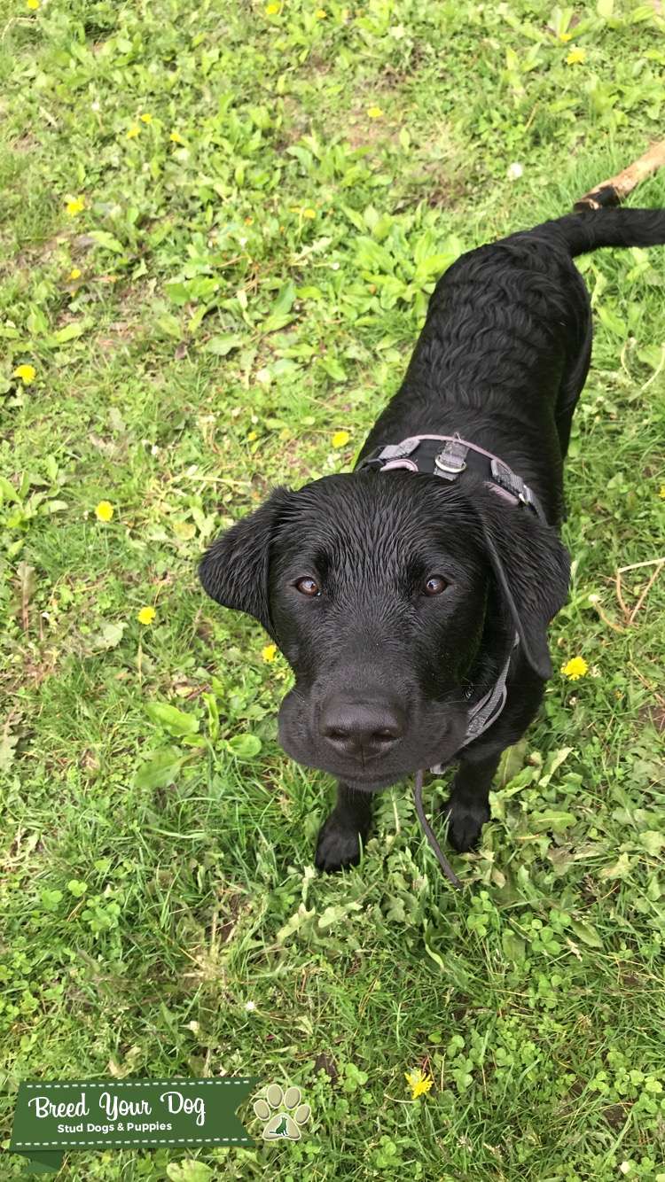 Black Lab AKC Bloodline - Stud Dog in North Carolina , the United ...