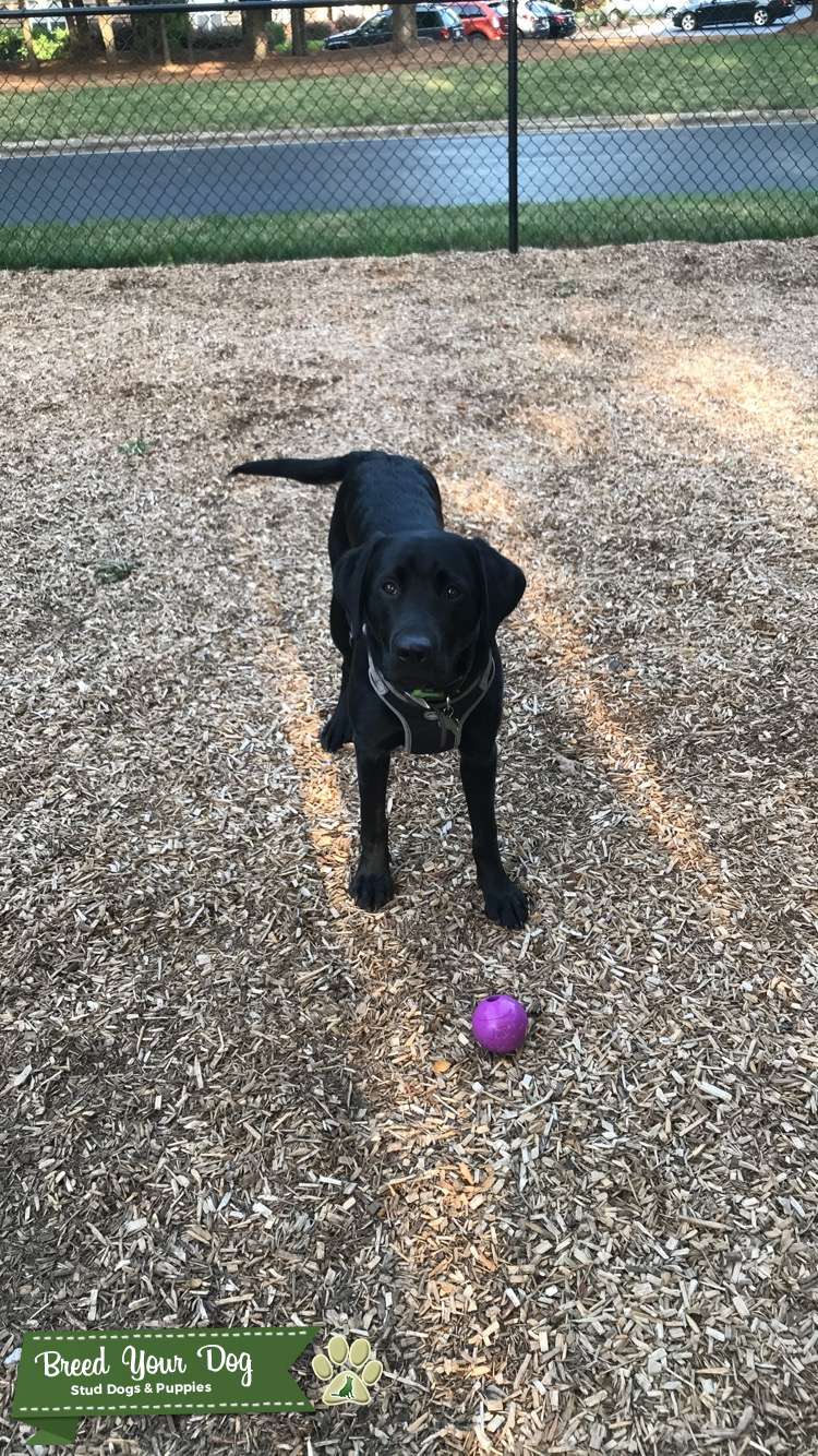 Black Lab AKC Bloodline - Stud Dog in North Carolina , the United ...
