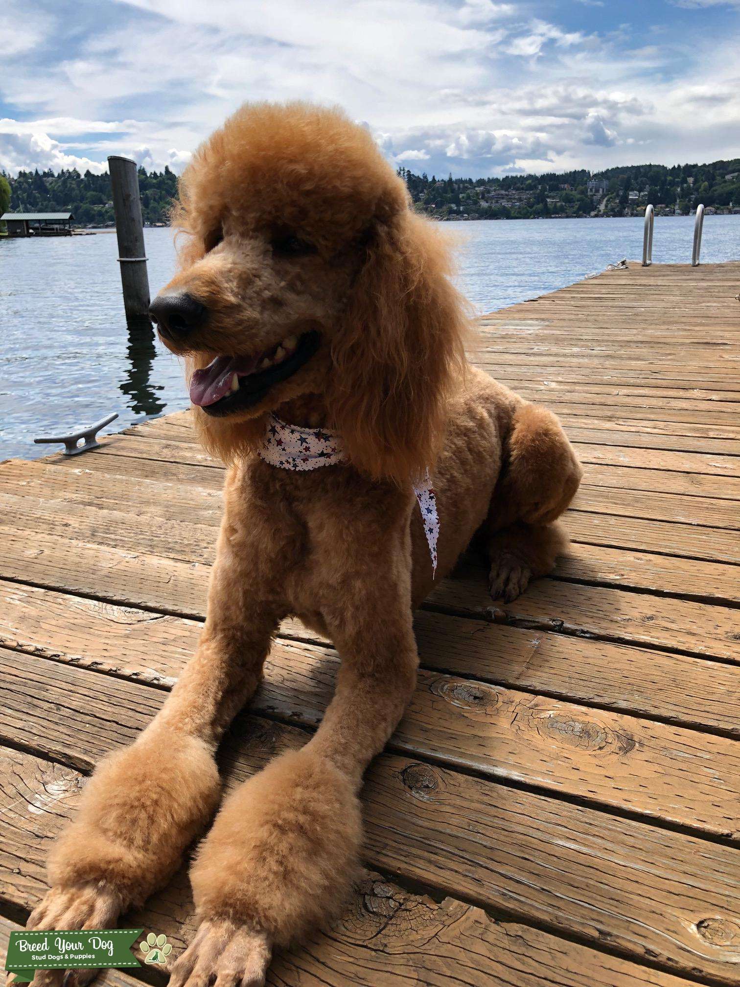 Stud Dog - Handsome Stud Poodle - Breed Your Dog