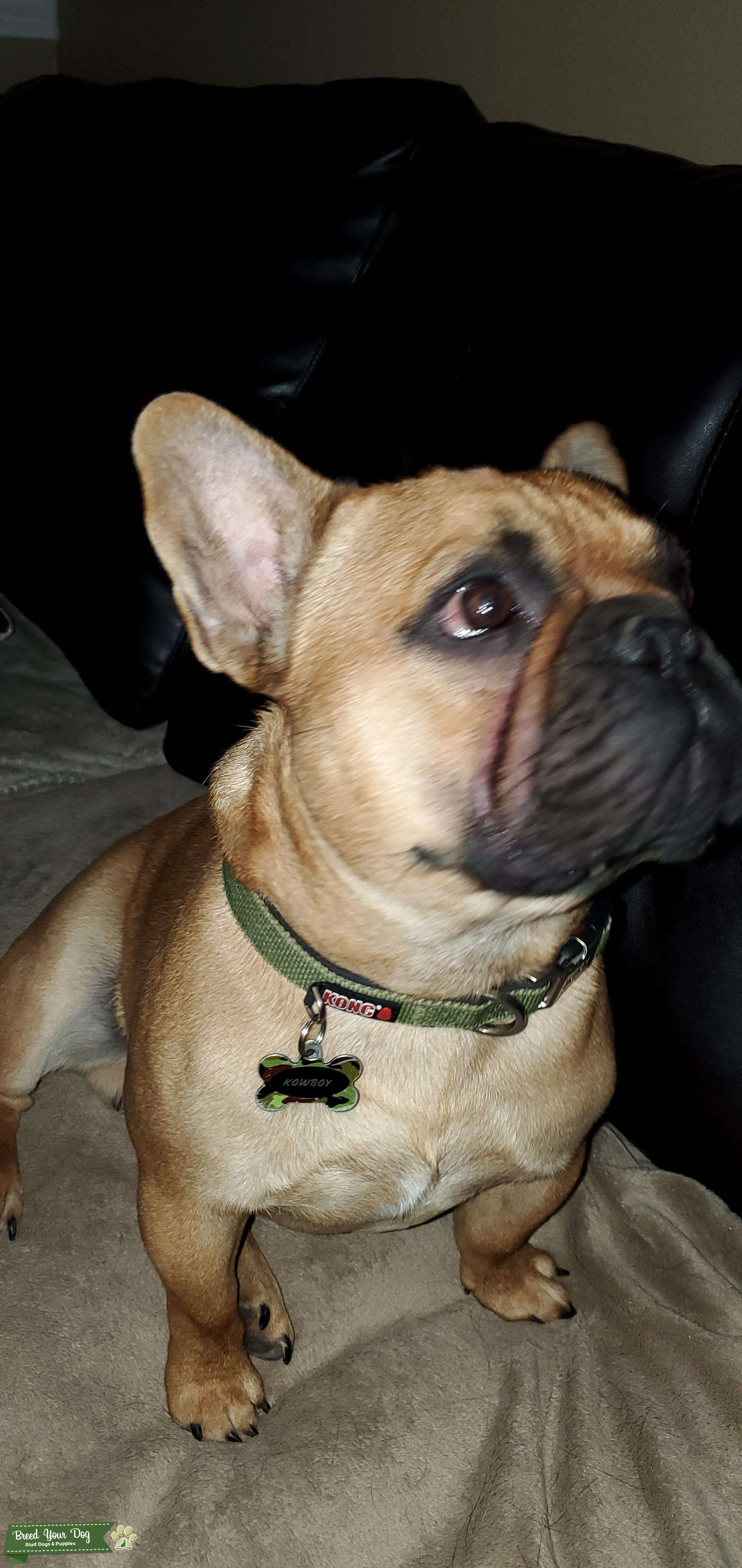 Red Fawn Frenchie - Stud Dog in Texas, the United States | Breed Your Dog