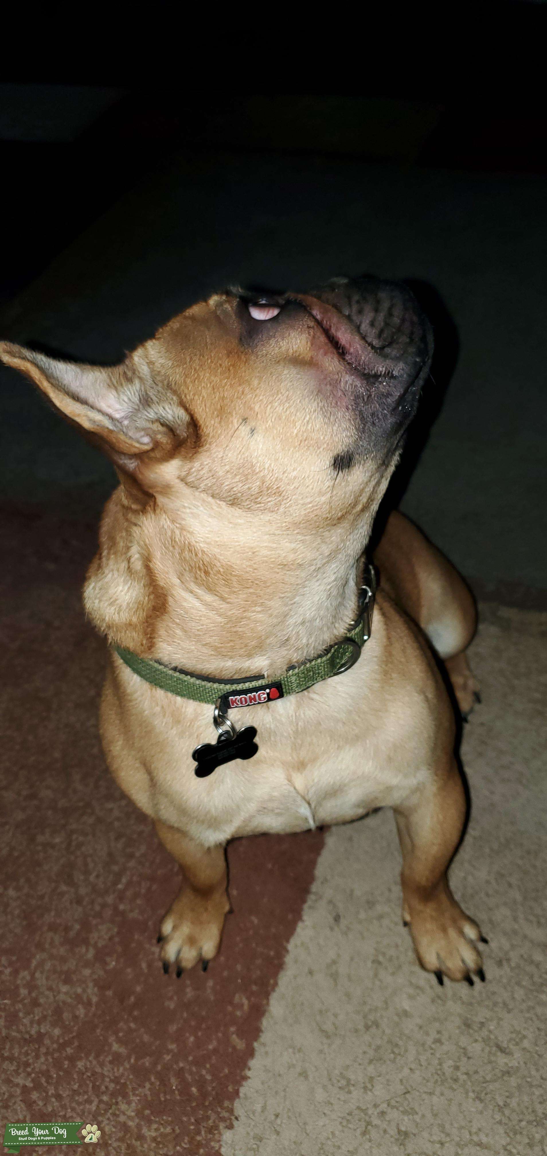 Red Fawn Frenchie - Stud Dog in Texas, the United States | Breed Your Dog