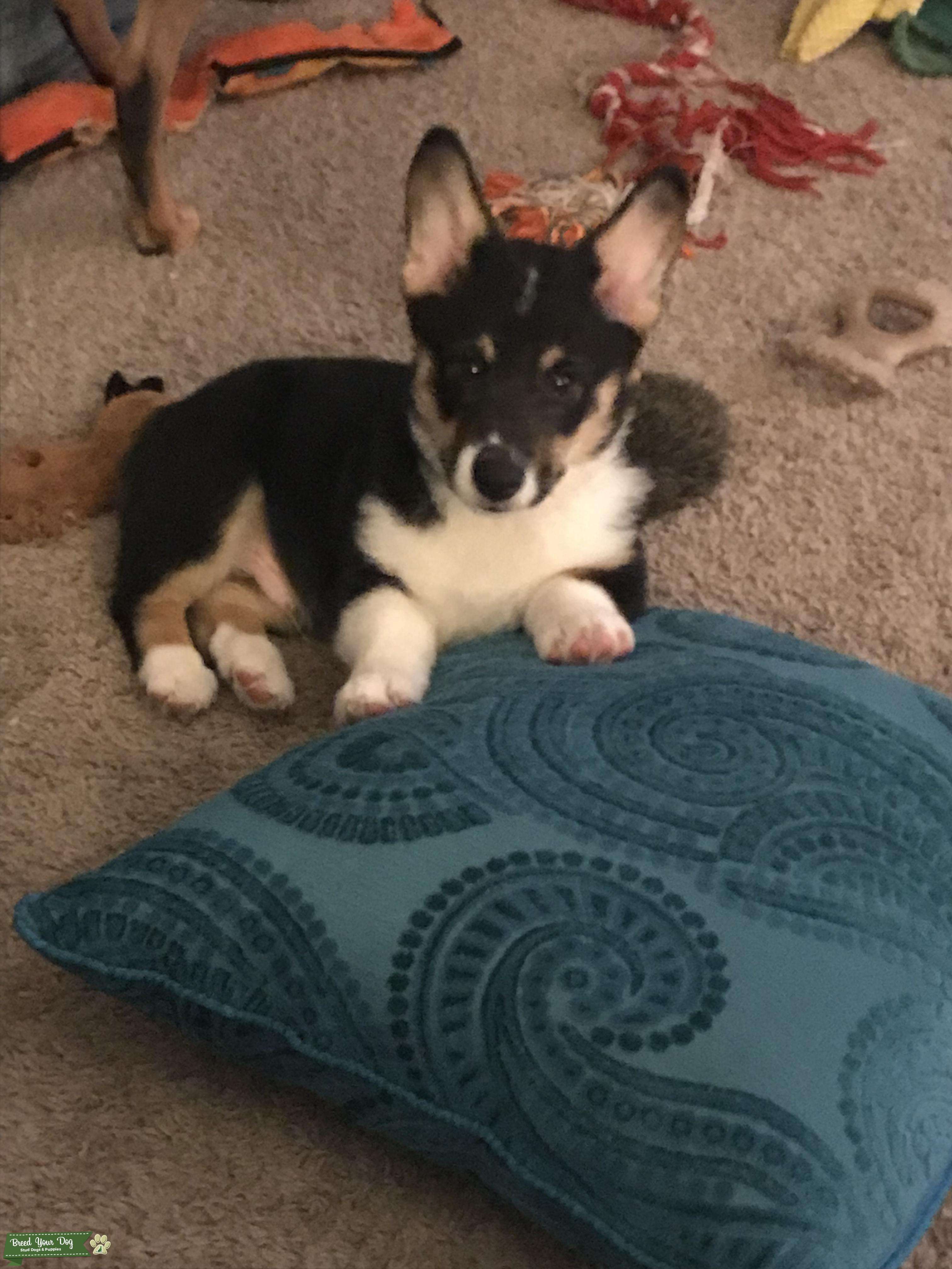 Purebred corgi stud 1yr old! - Stud Dog in Alabama, the United States ...