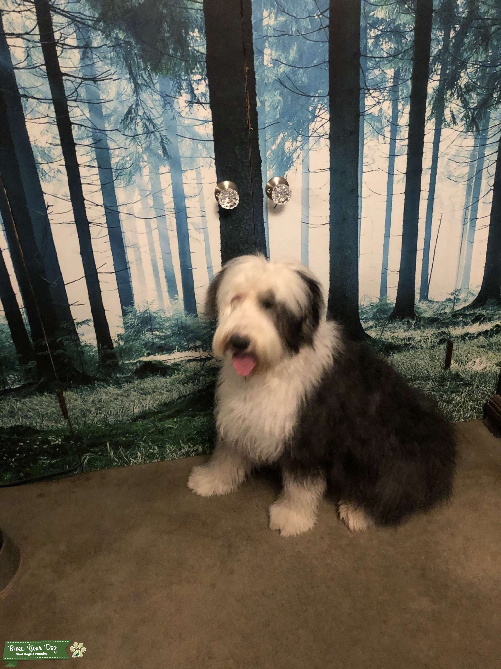 Old English sheepdog - Stud Dog Cal - Breed Your Dog