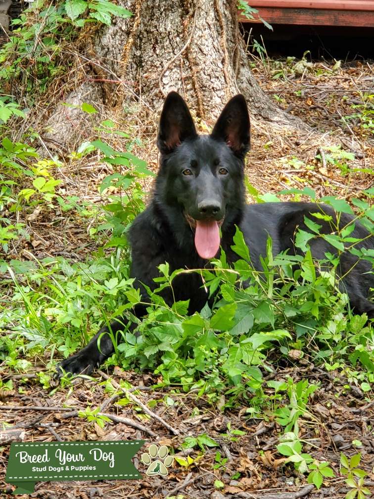 Pure black German Shepherd - Stud Dog in Arkansas, the United States ...