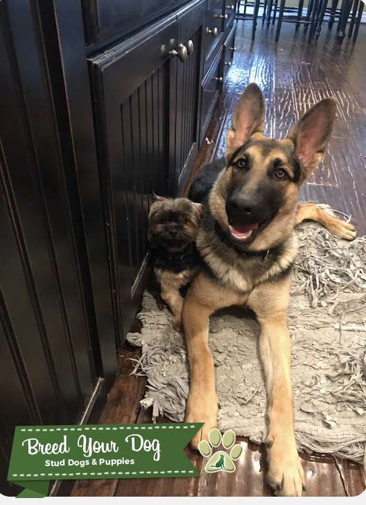 Pure breed German Shephard with 2 championship blood lines - Stud Dog ...