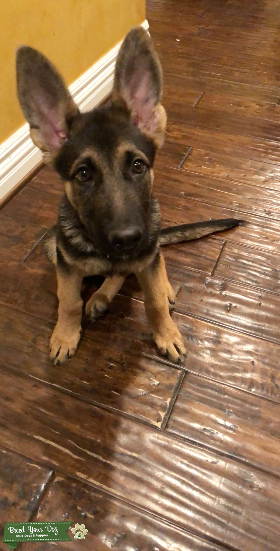 Pure breed German Shephard with 2 championship blood lines - Stud Dog ...