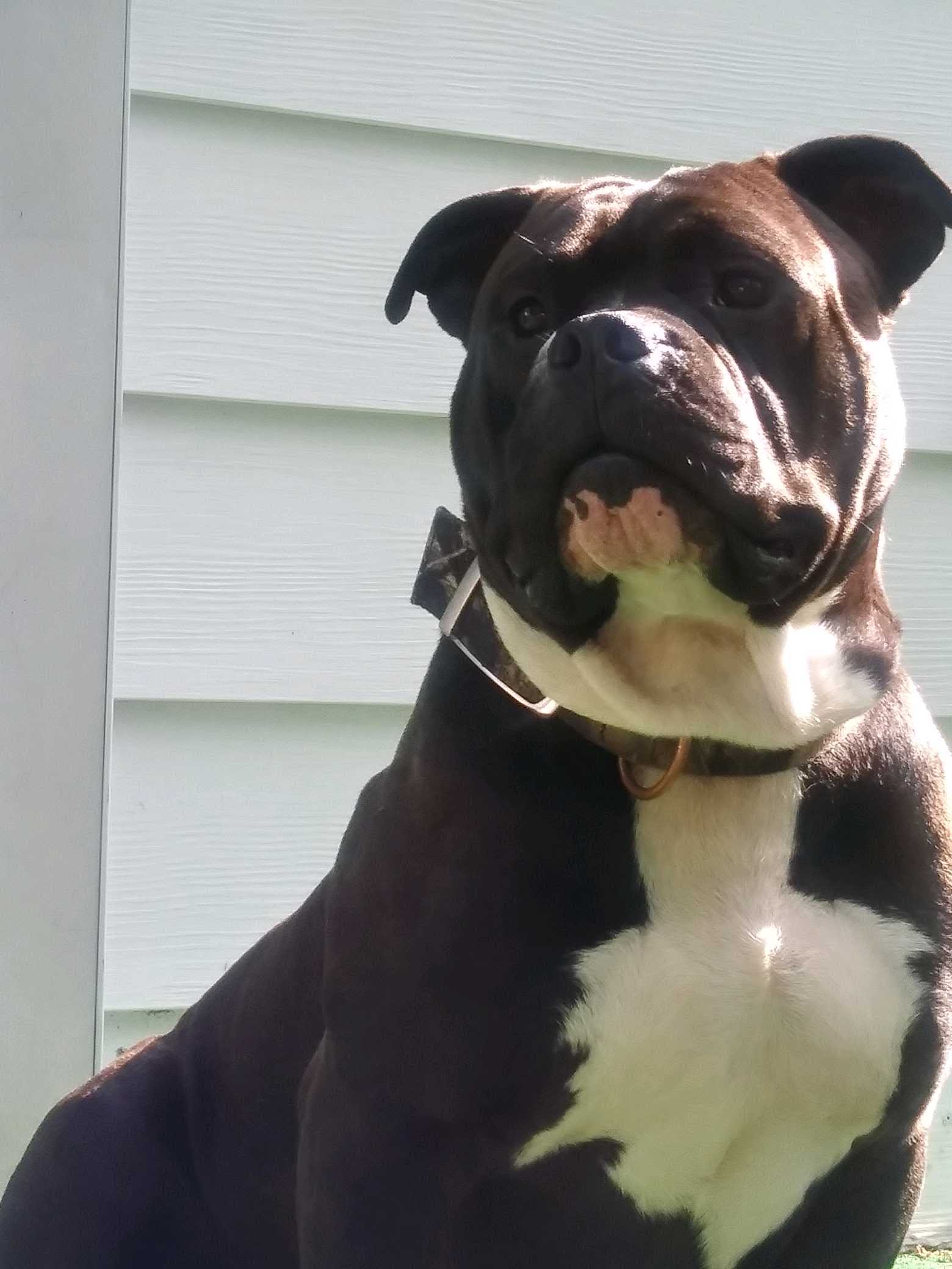 Johnson bulldog & Bully crossed - Stud Dog in NJ, United States | Breed ...