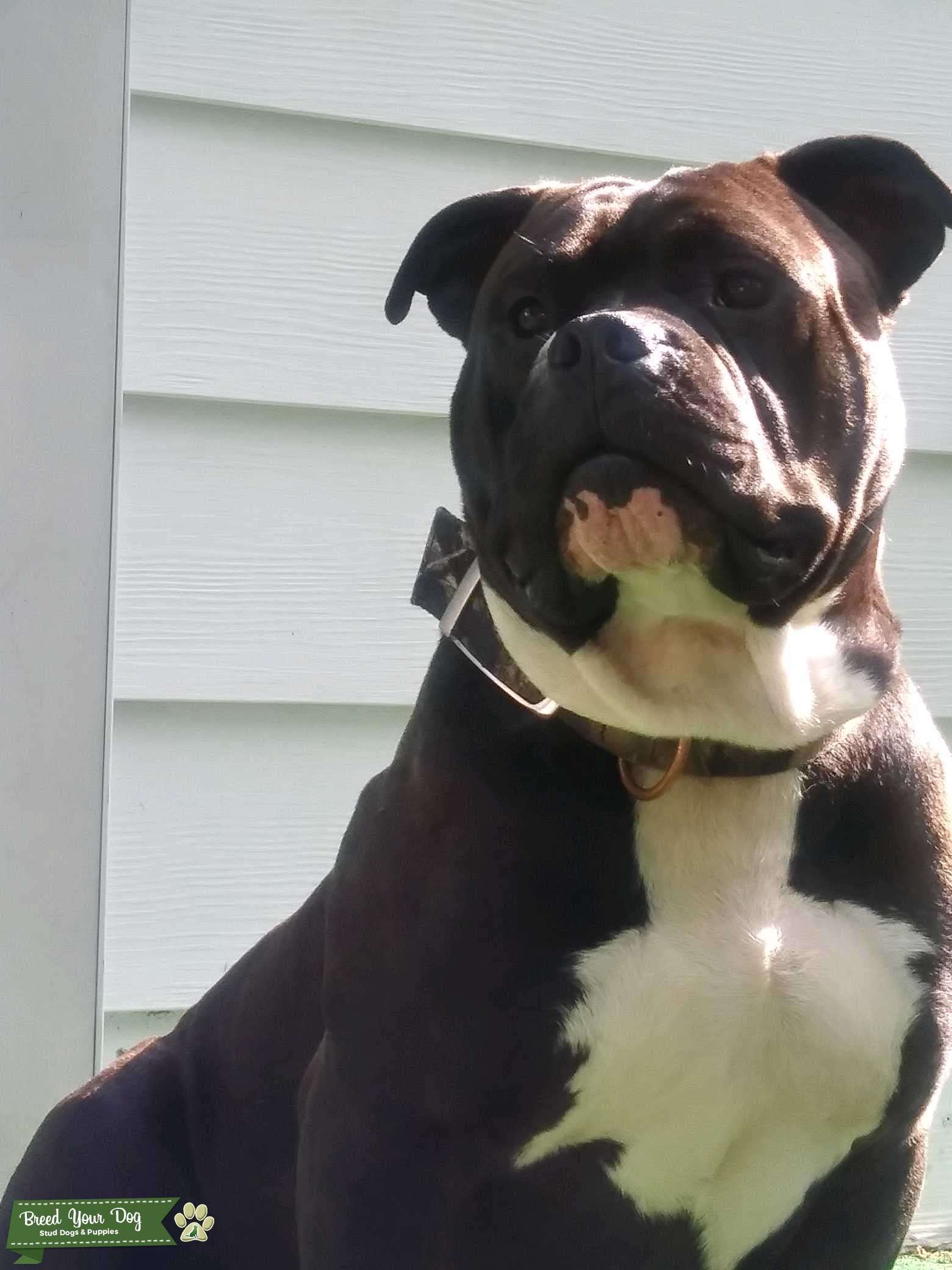 Johnson bulldog & Bully crossed - Stud Dog in NJ, the United States ...