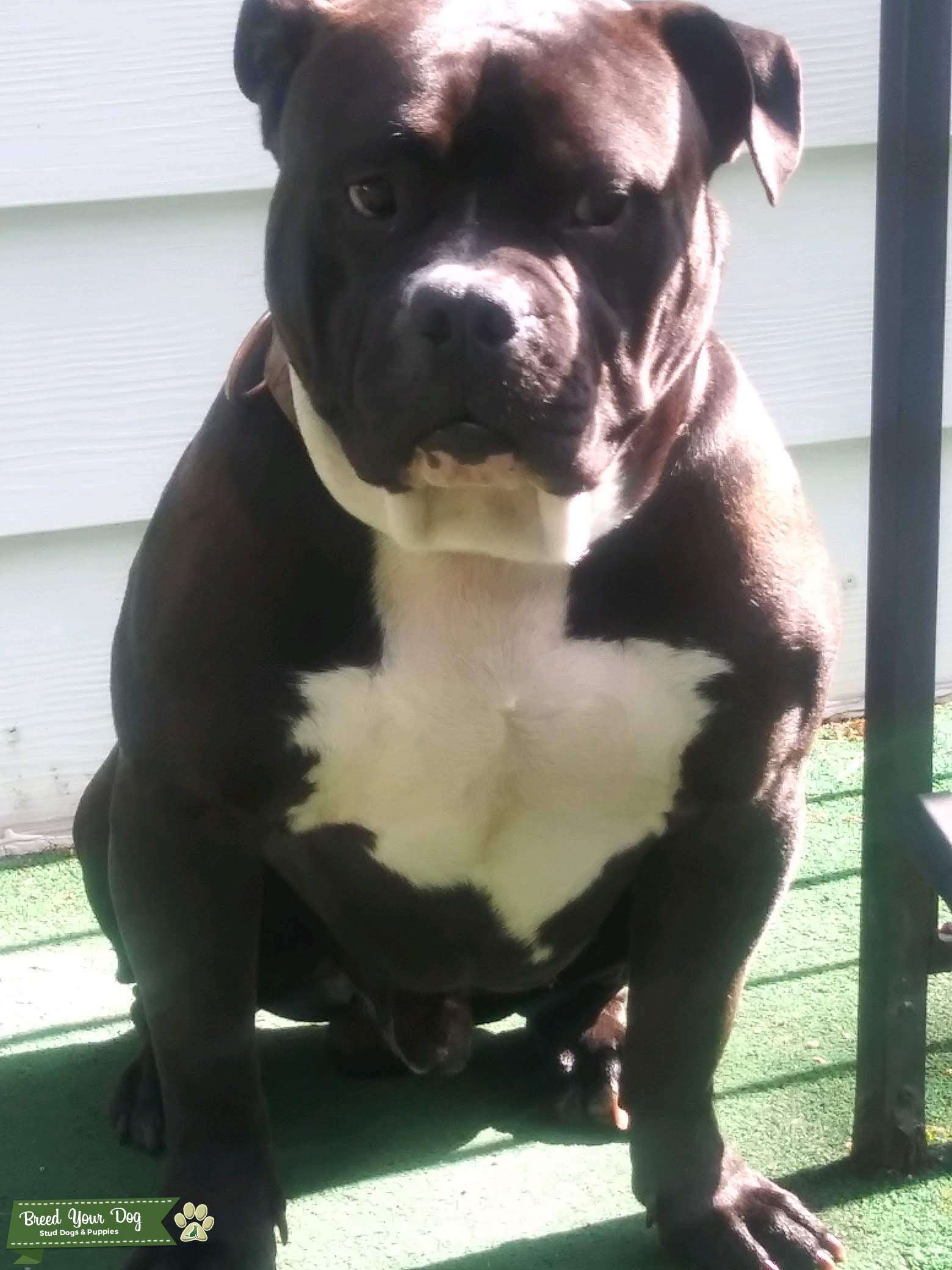 Johnson bulldog & Bully crossed - Stud Dog in NJ, the United States ...