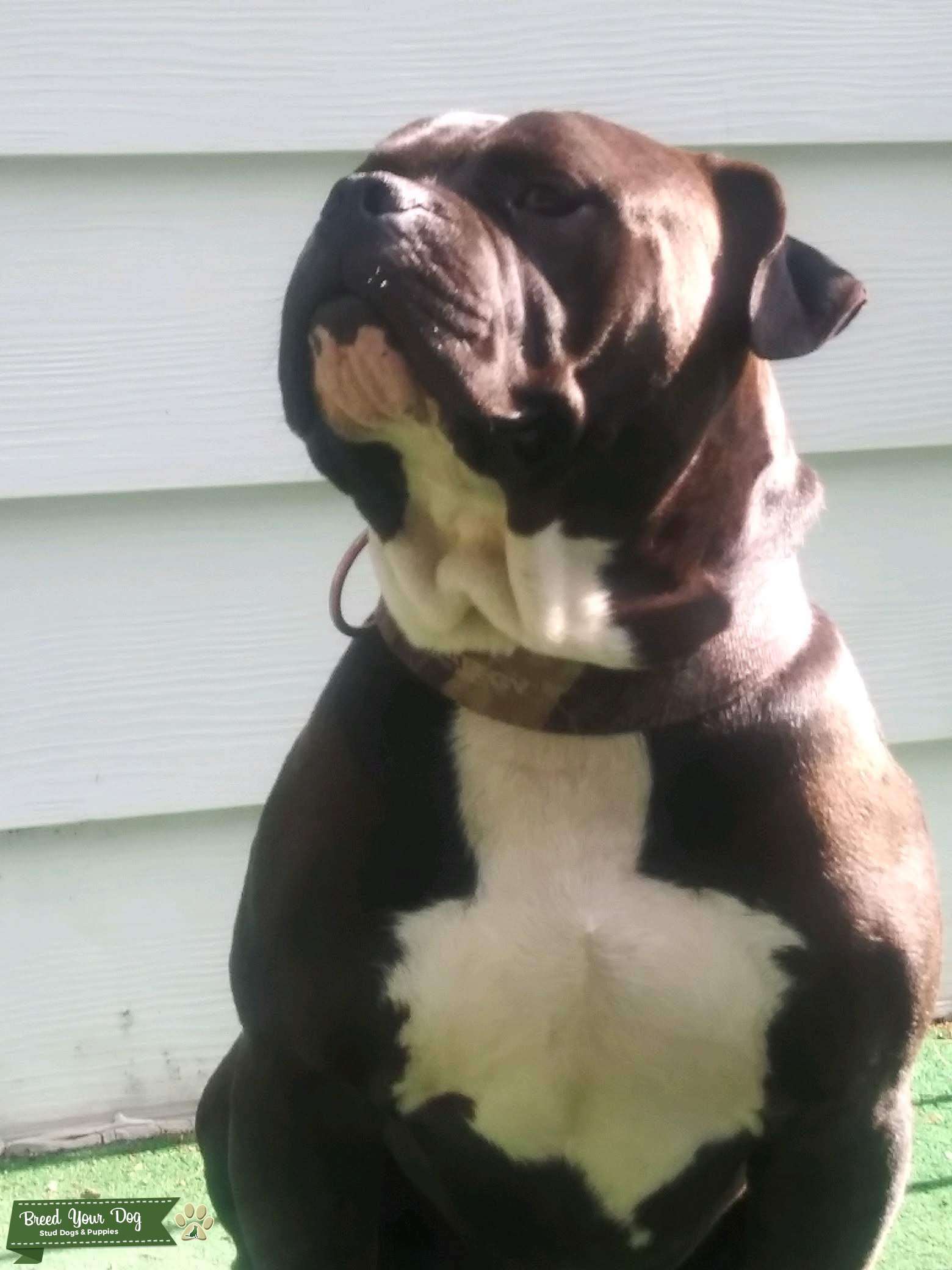 Johnson bulldog & Bully crossed - Stud Dog in NJ, the United States ...