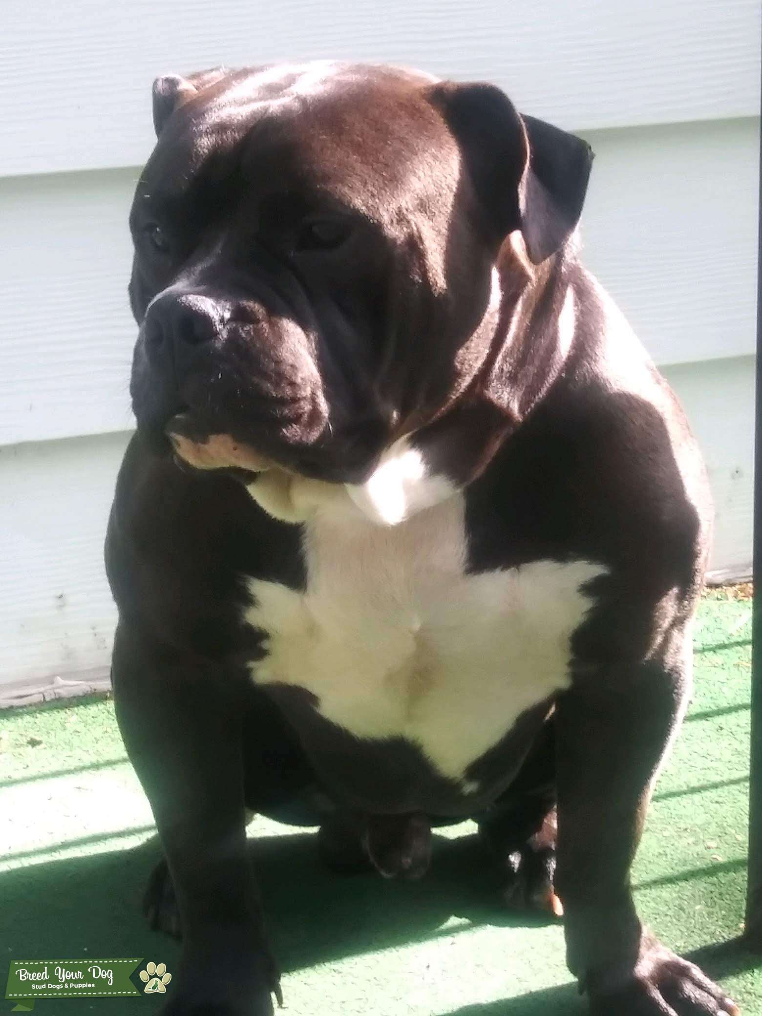 Johnson bulldog & Bully crossed - Stud Dog in NJ, the United States ...