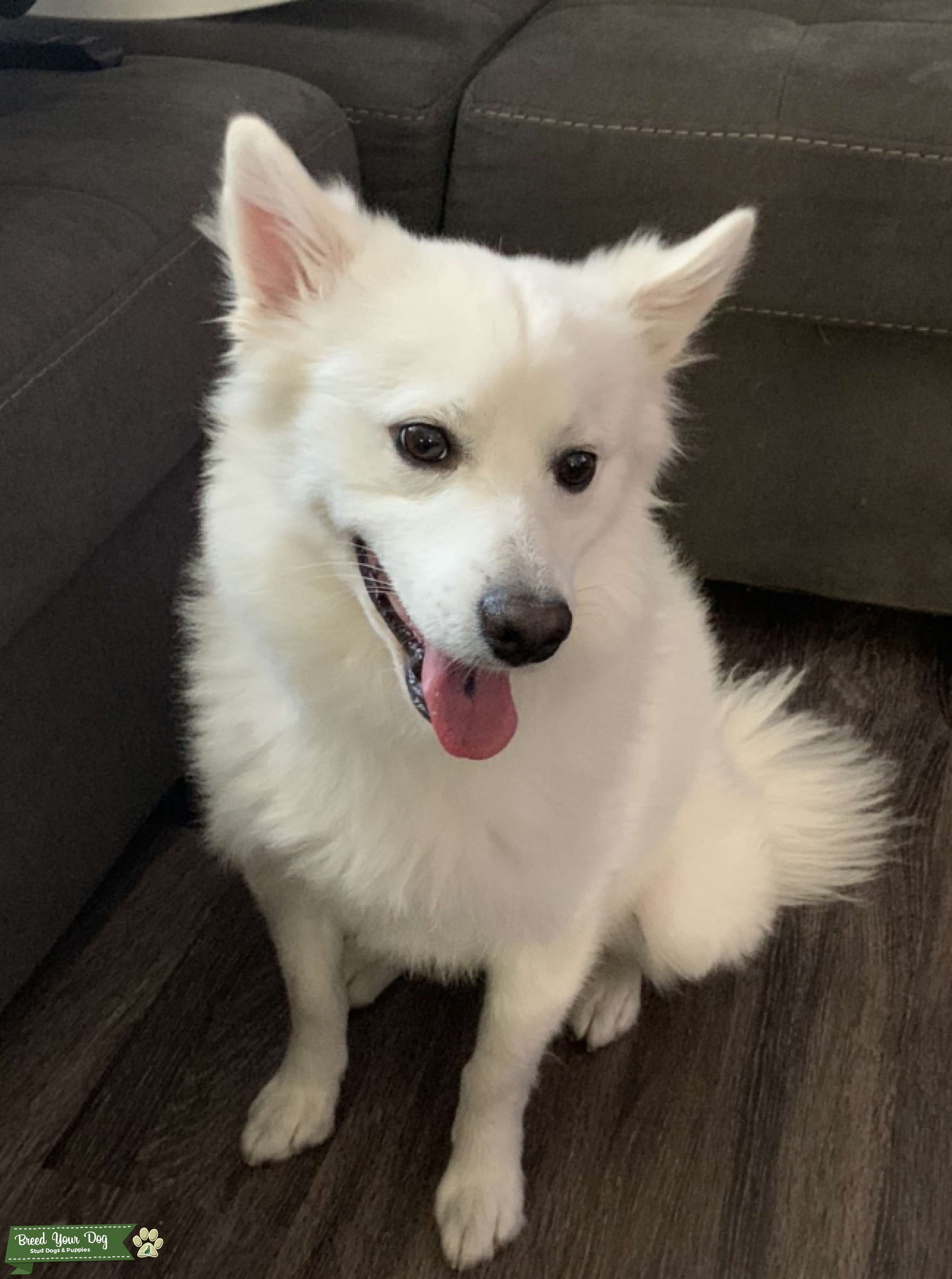 American Eskimo miniature - Stud Dog in Dallas, the United States ...