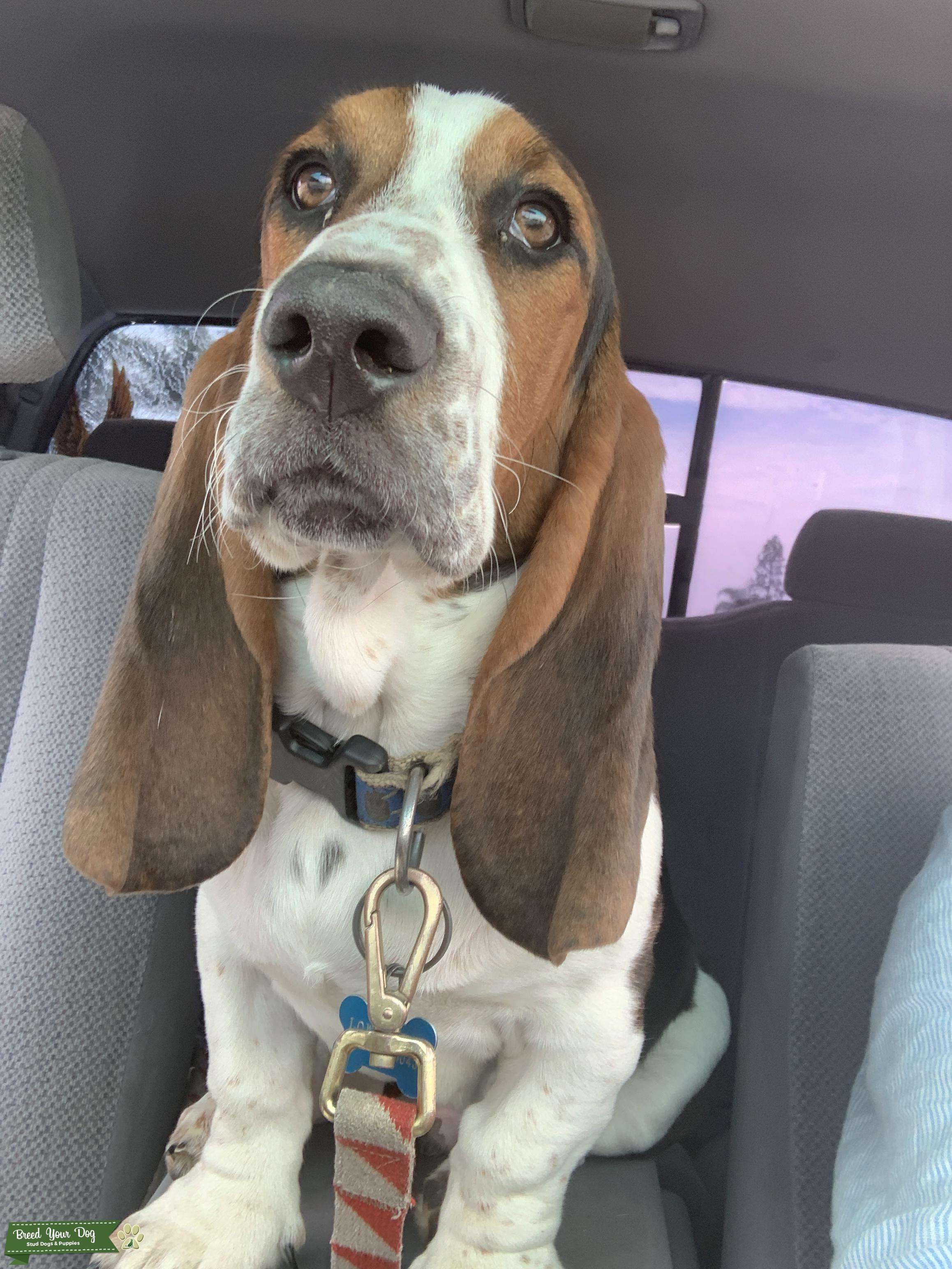 Conrad Von Low Rider Stud - Stud Dog in Southern California , the ...