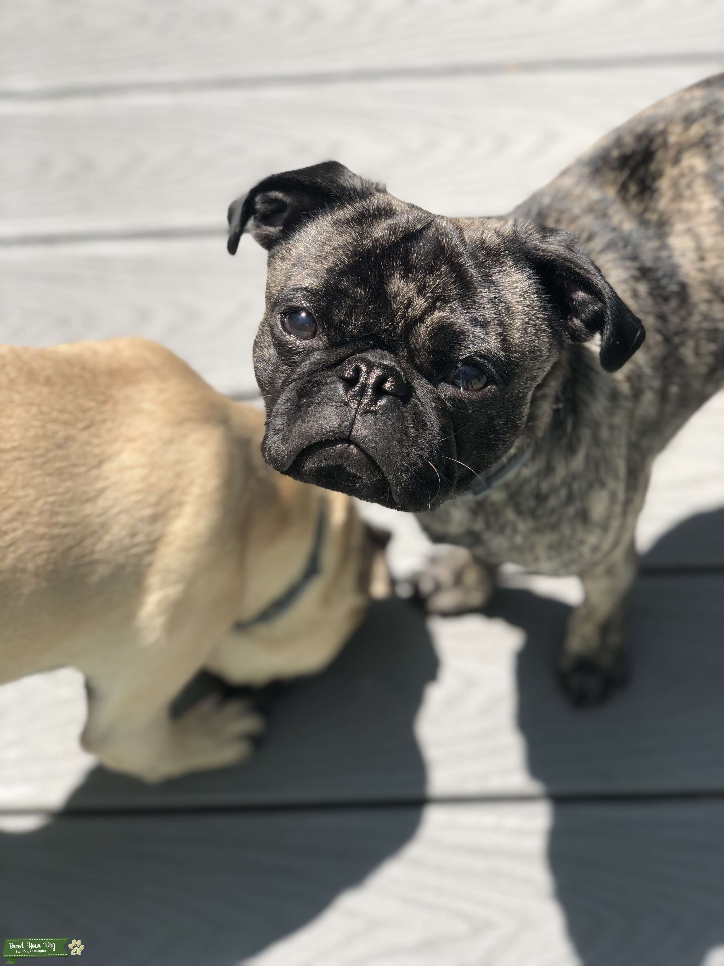 Brindle pug stud - Stud Dog in New England , the United States | Breed ...