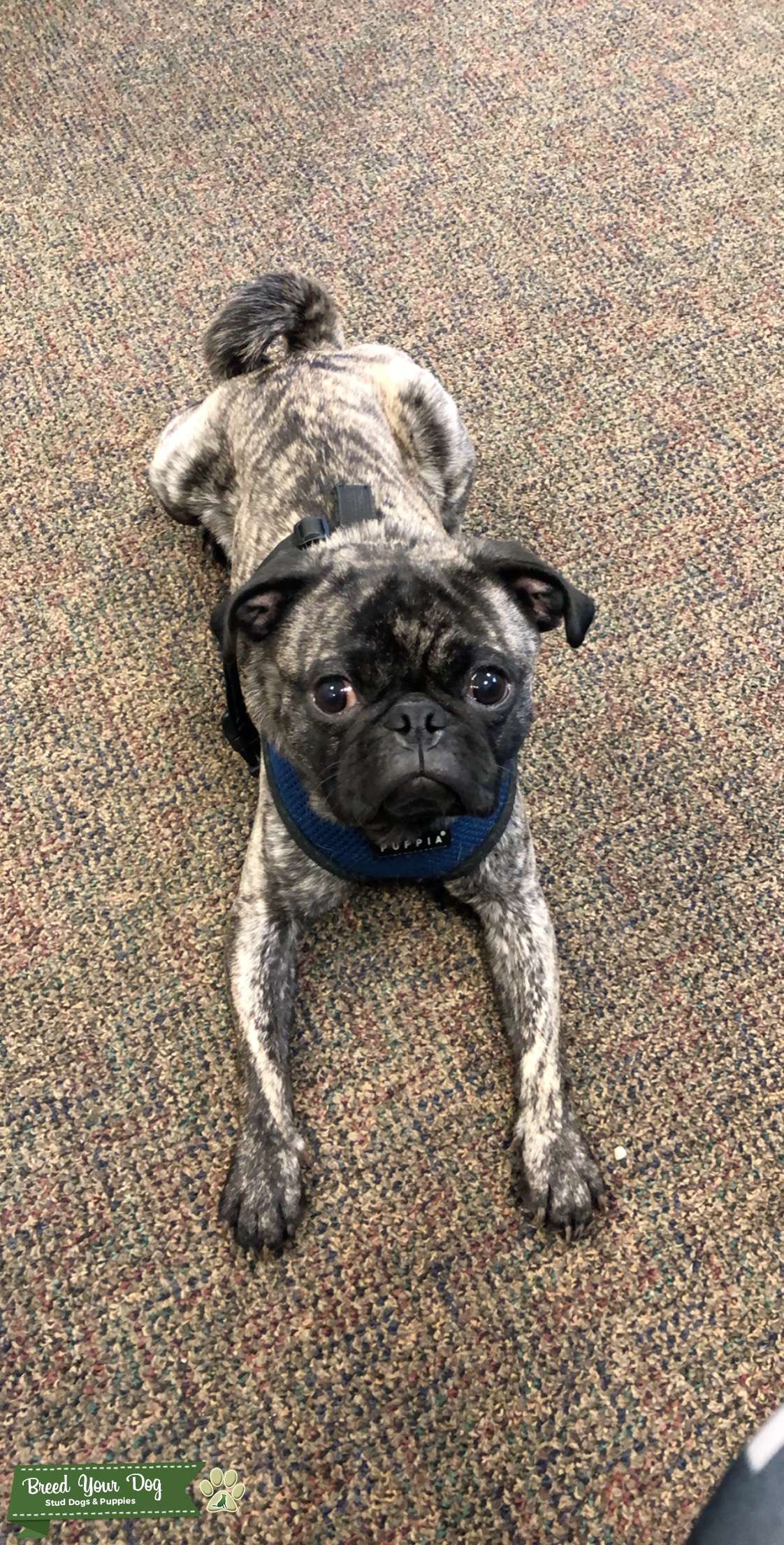 Brindle pug stud - Stud Dog in New England , United States | Breed Your Dog