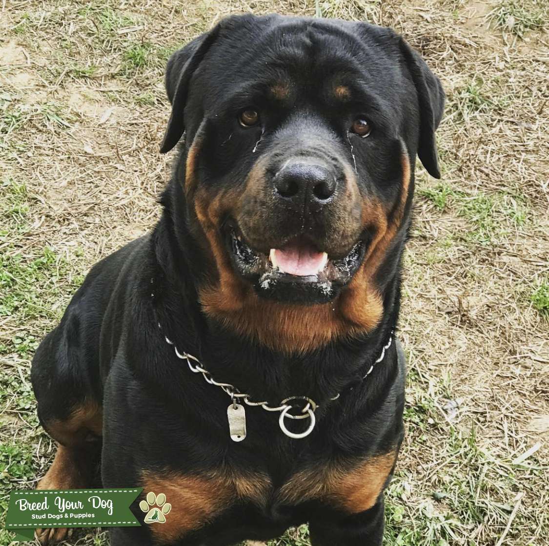 Rottweiler Stud - Stud Dog in North Carolina , United States | Breed ...