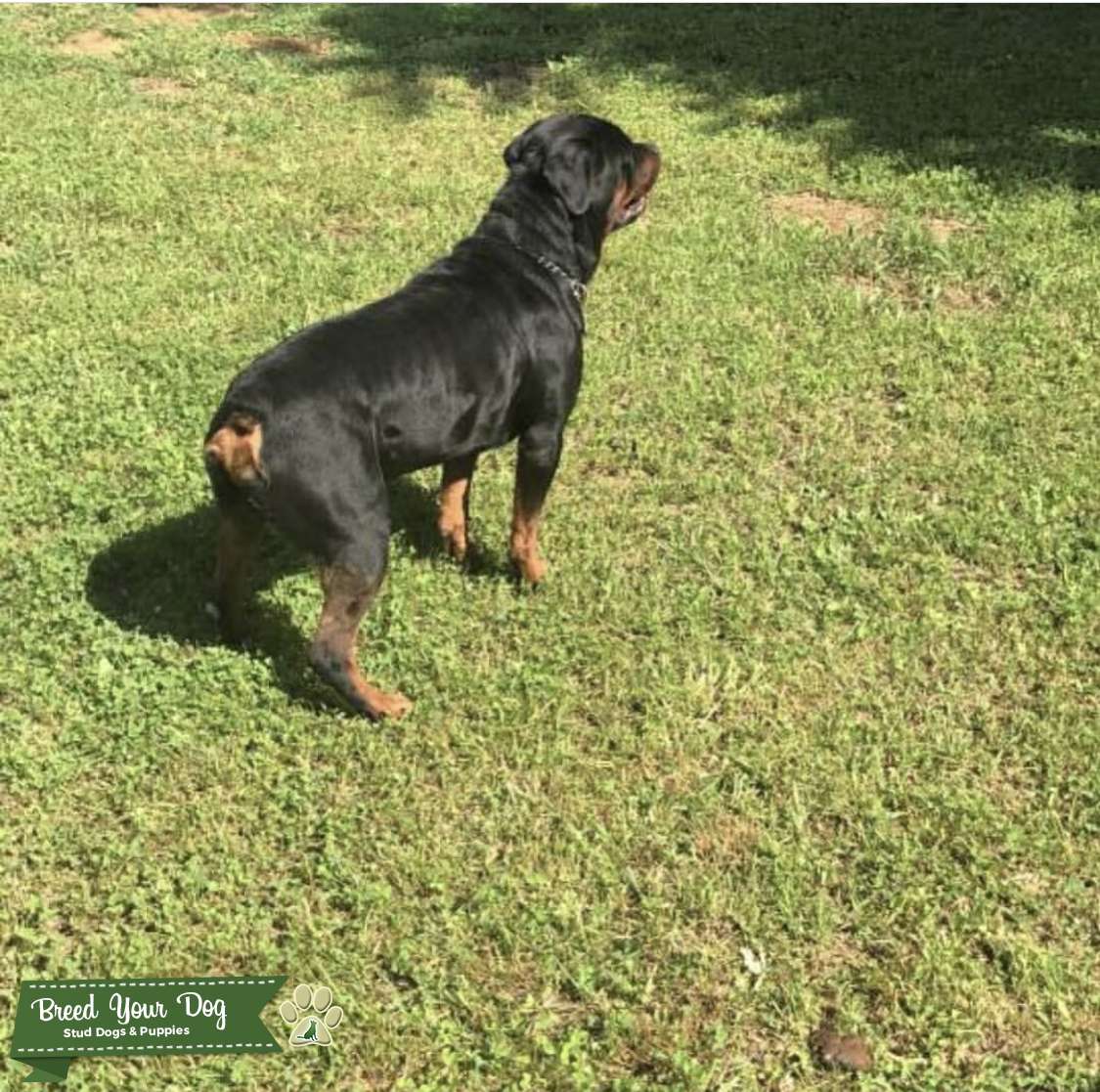 Rottweiler Stud - Stud Dog in North Carolina , the United States ...