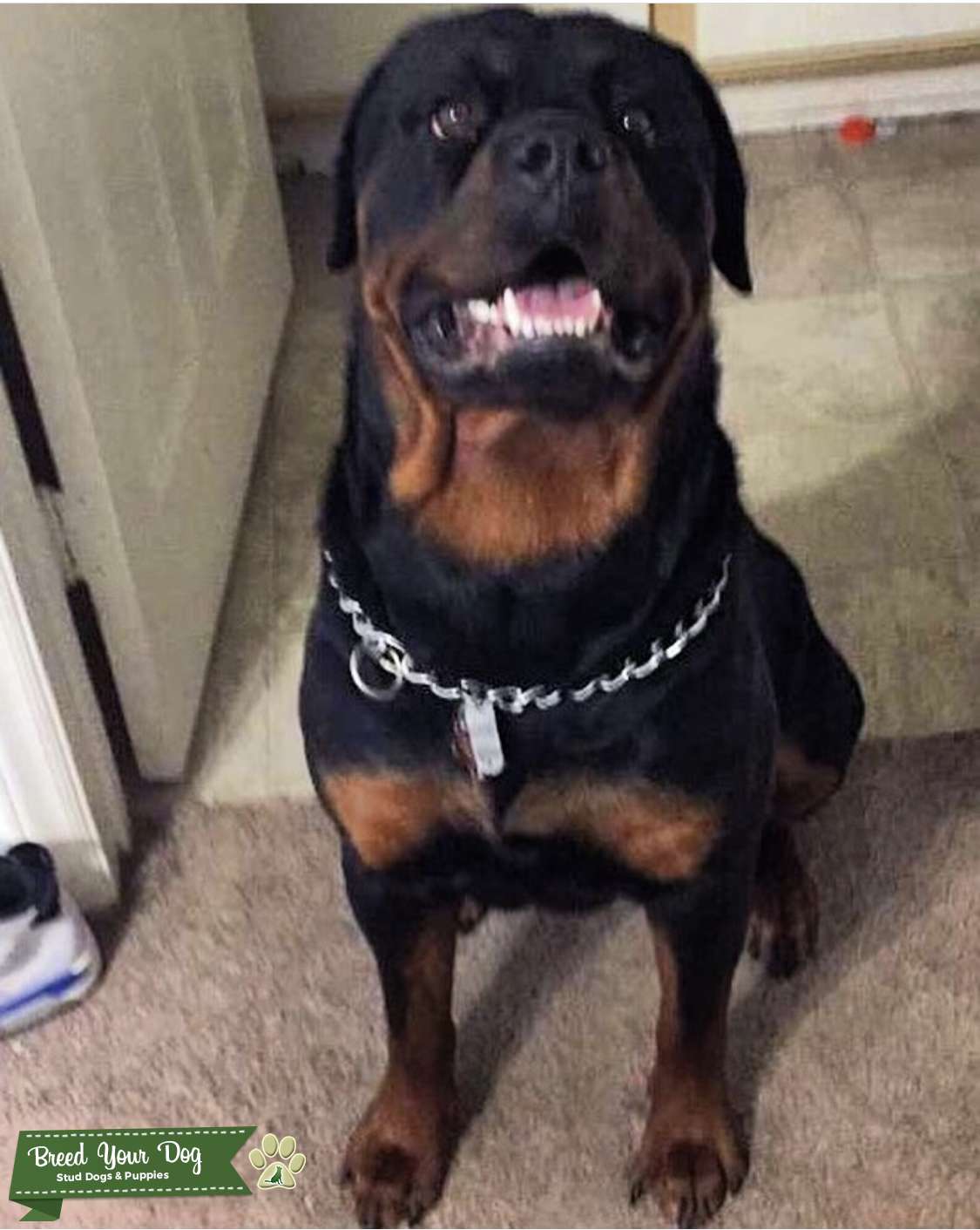 Rottweiler Stud - Stud Dog in North Carolina , the United States ...