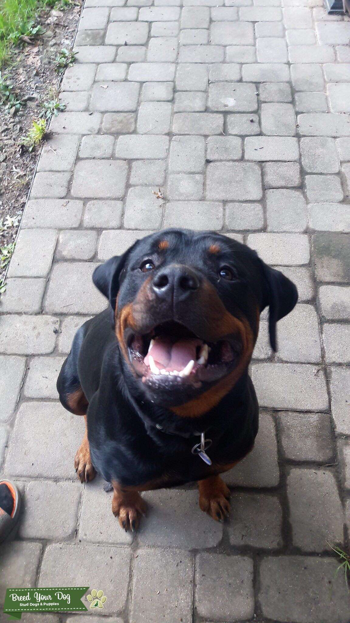 Male Pure German Rottweiler - Stud Dog in Ohio, the United States ...