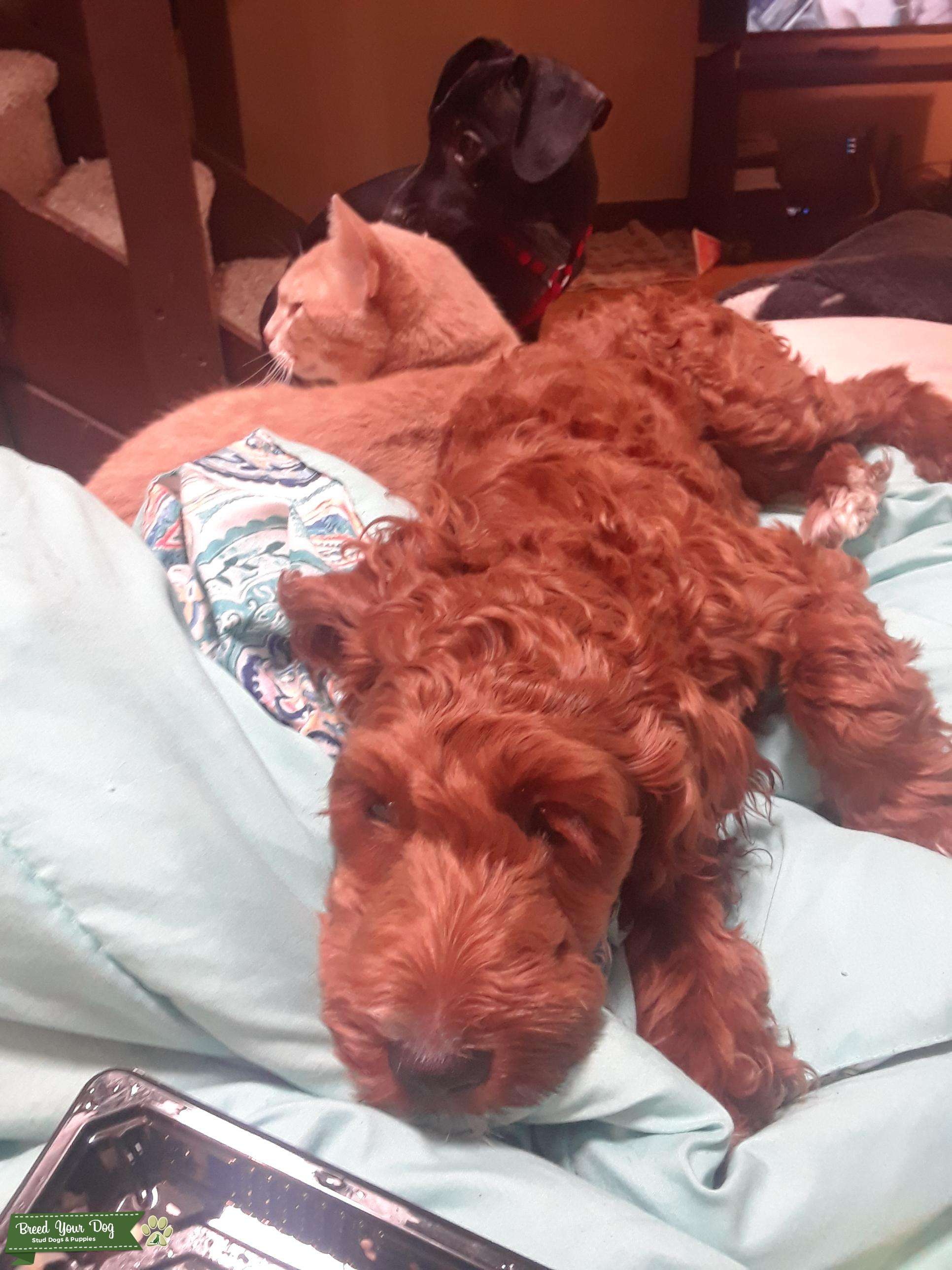 Red Cockapoo - Stud Dog in Wisconsin, the United States | Breed Your Dog