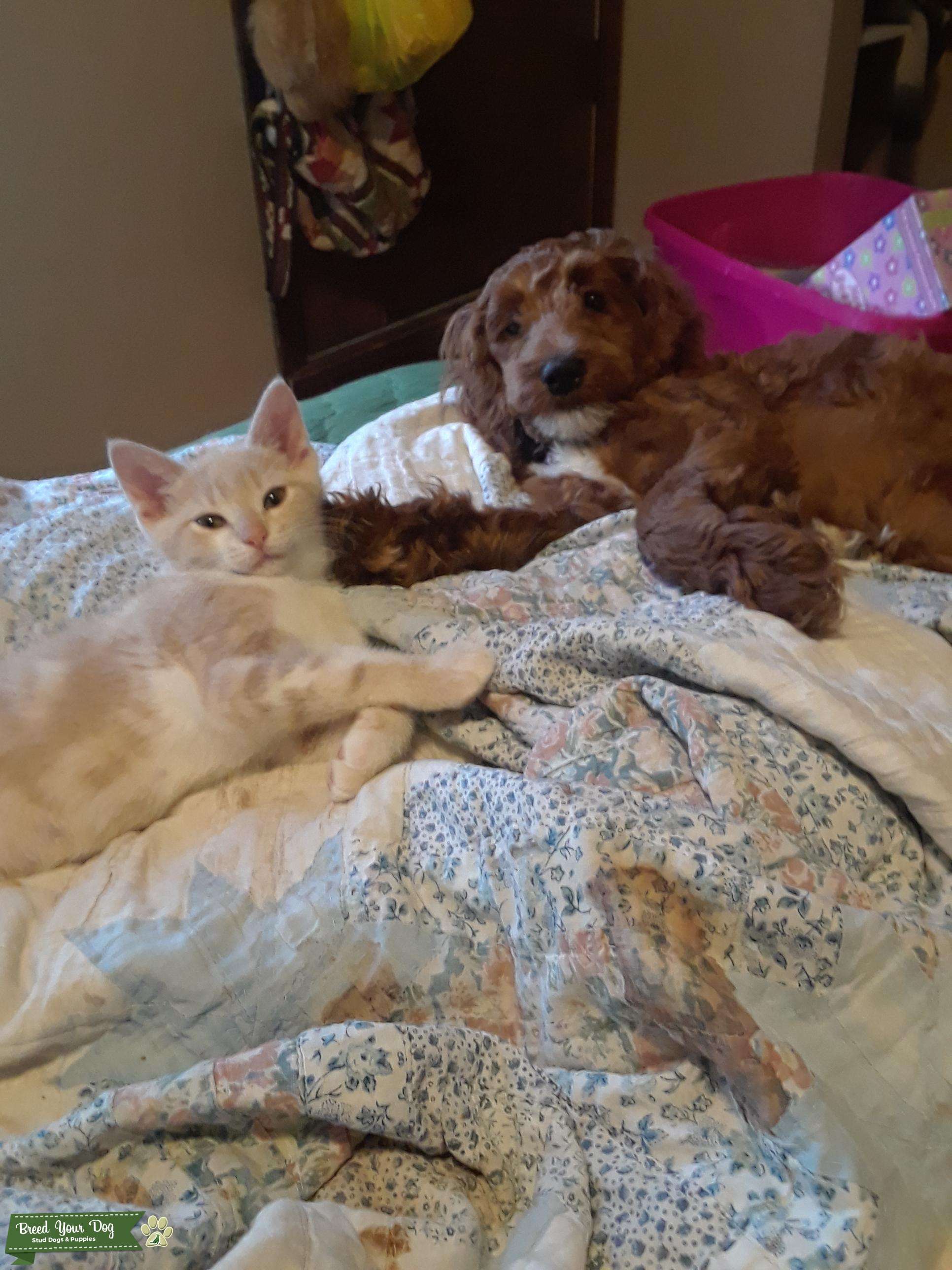 Red Cockapoo - Stud Dog in Wisconsin, the United States | Breed Your Dog