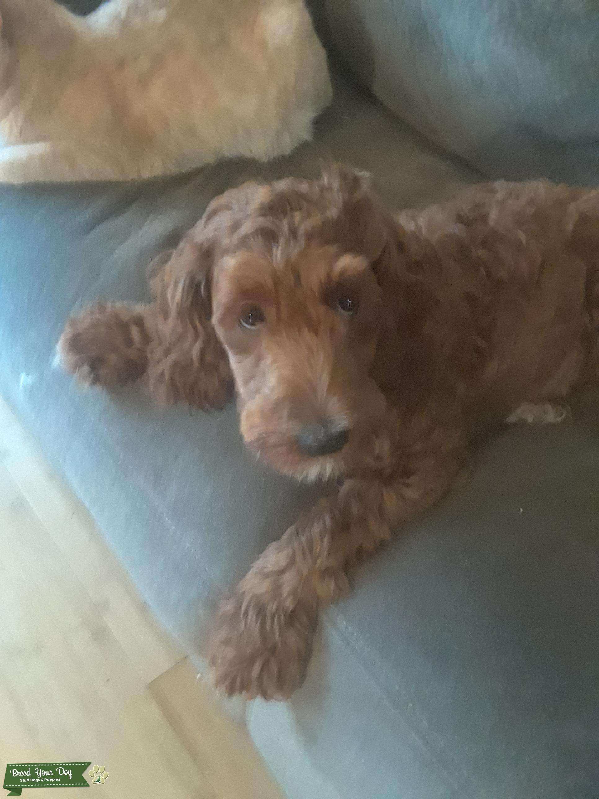 Red Cockapoo - Stud Dog in Wisconsin, the United States | Breed Your Dog