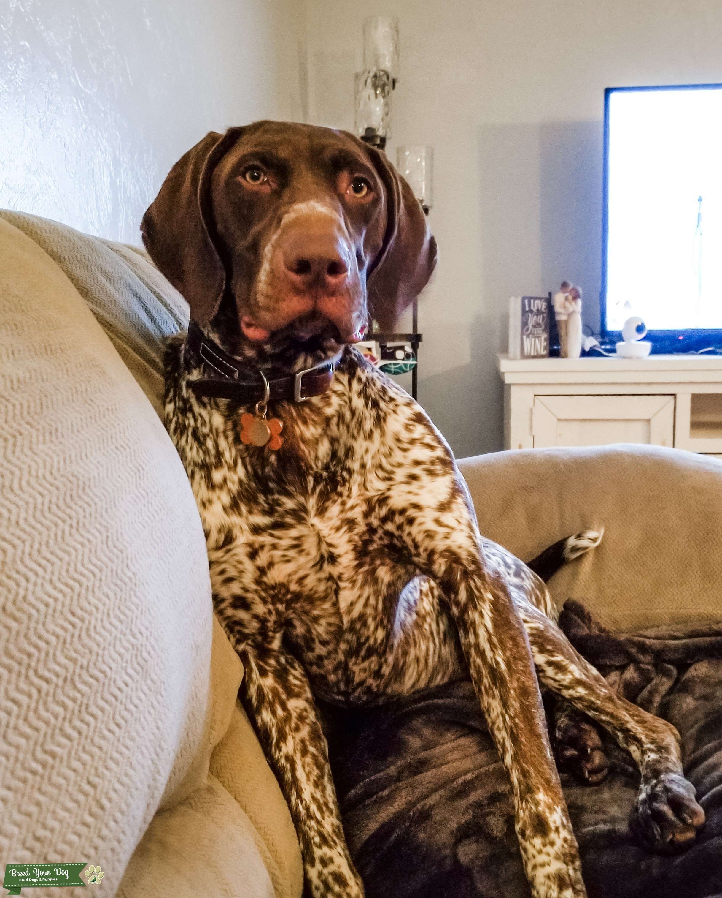 Purebred Roan GSP Stud - Stud Dog in Pennsylvania, United States ...
