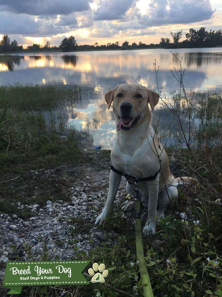 Pure Bred Yellow Lab - Stud Dog in Fort Lauderdale , the United States ...