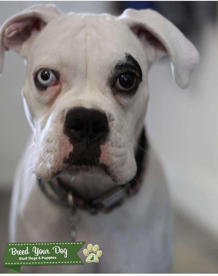 White Boxer for stud - Stud Dog Orlando - Breed Your Dog