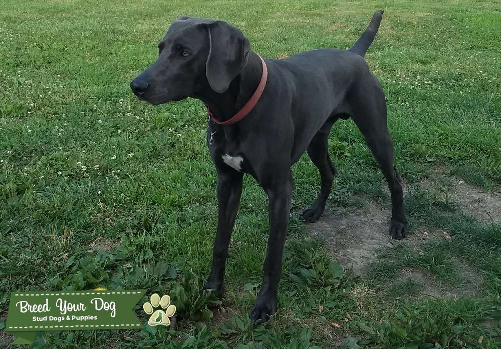 Blue Weim Stud - Stud Dog in Cincinnati, the United States | Breed Your Dog
